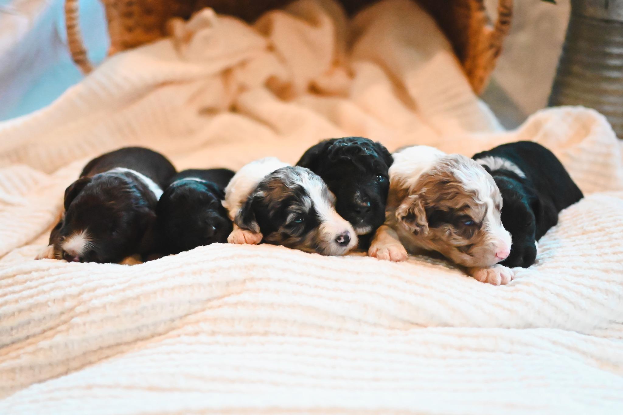 DCI Bordoodles in Texas | Bordoodle puppies | Good Dog