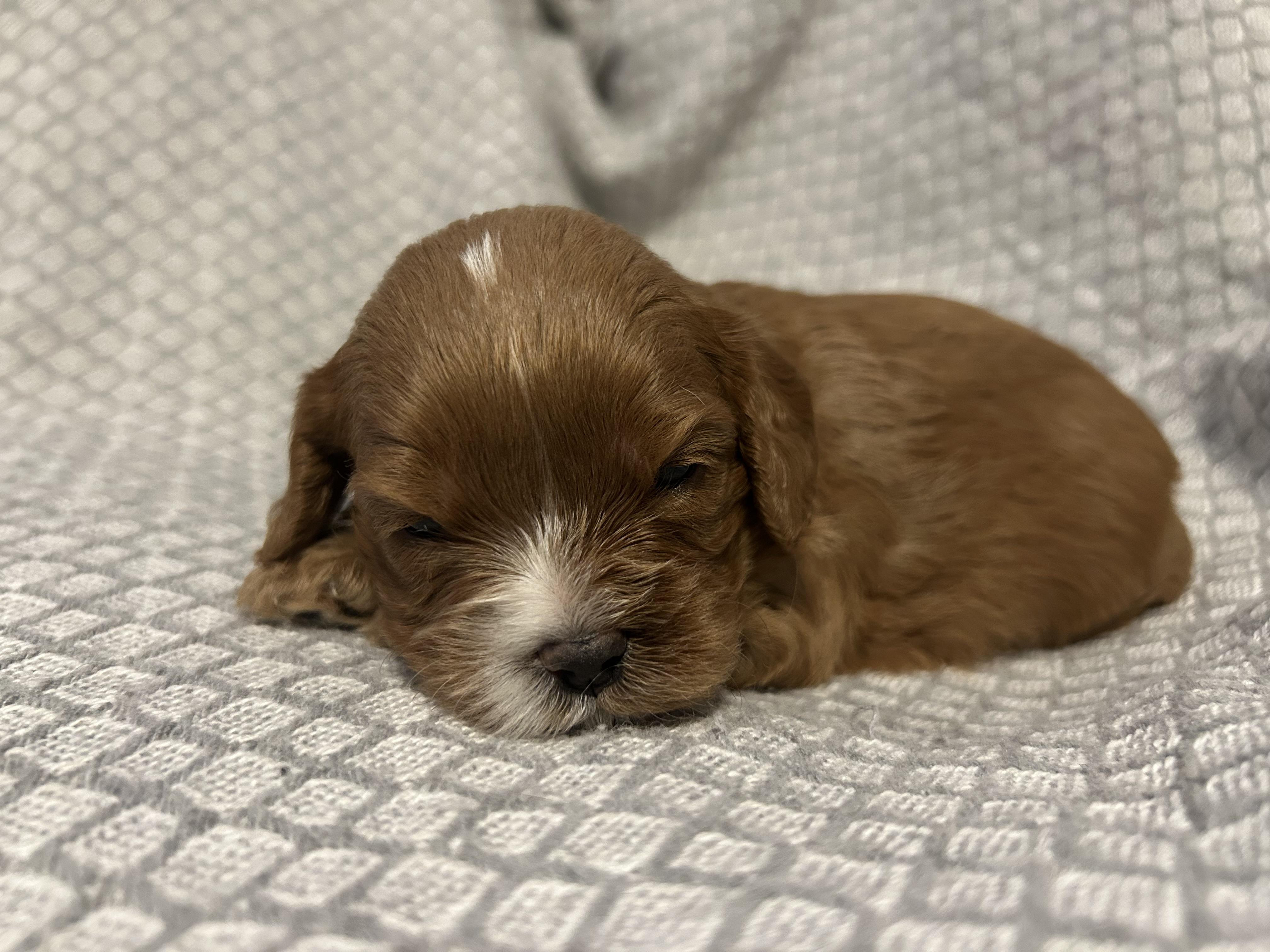 Poppy Garden Doodles in Illinois | Cavapoo puppies | Good Dog