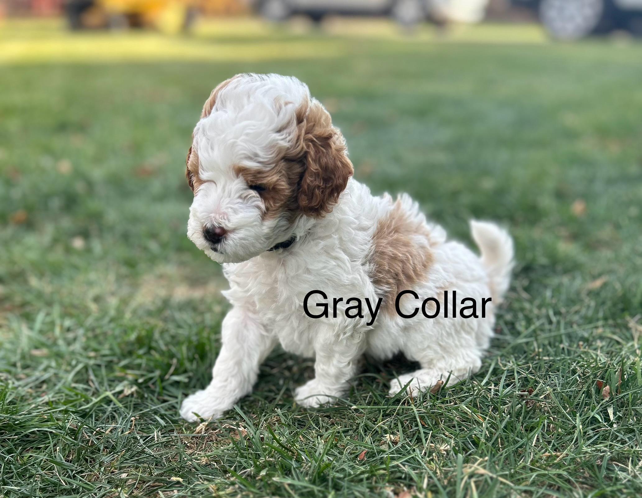 Mitten Parti Poodles in Michigan | Poodle puppies | Good Dog