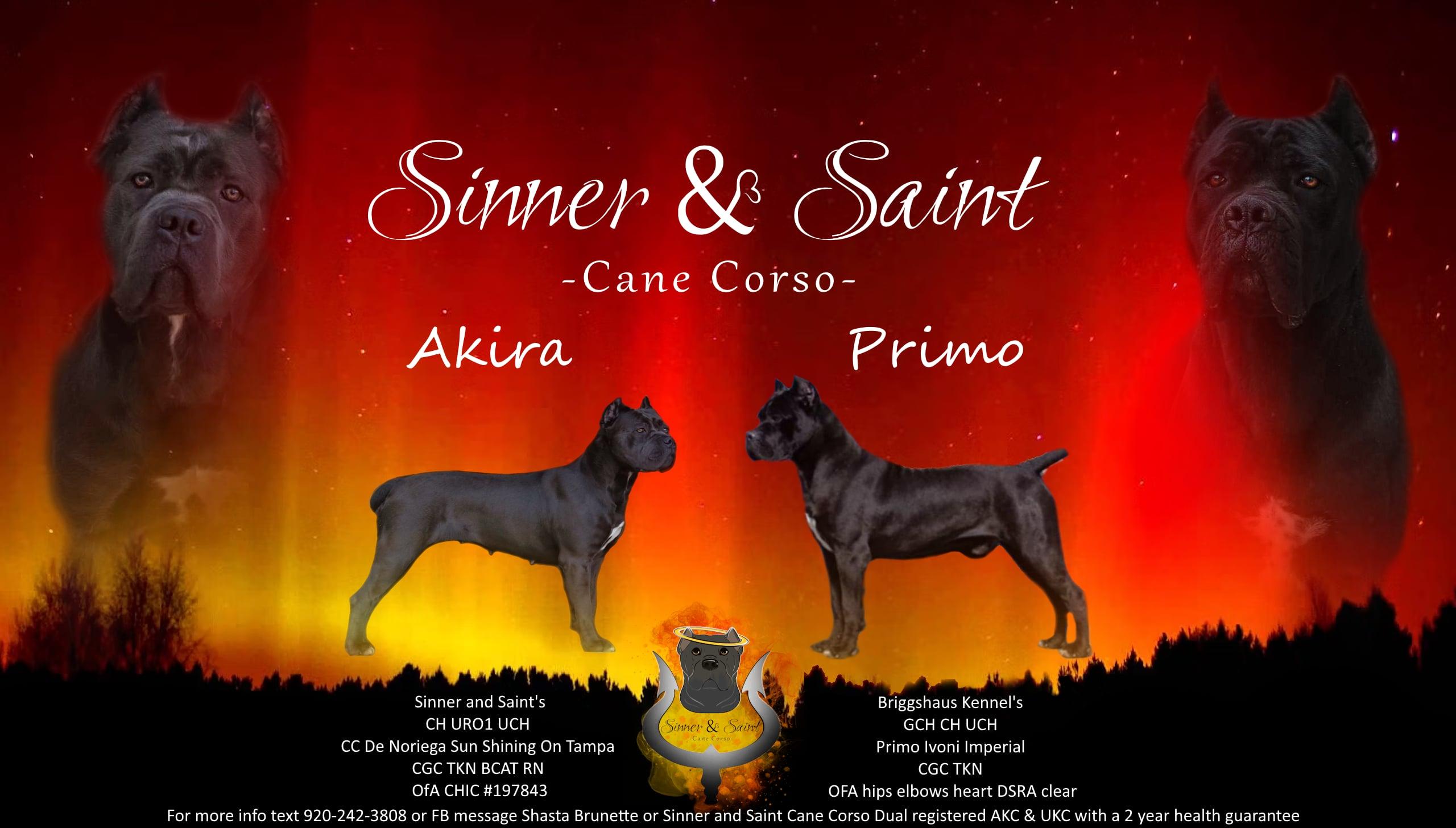 Sinner & Saint Cane Corso in Wisconsin | Cane Corso puppies | Good Dog