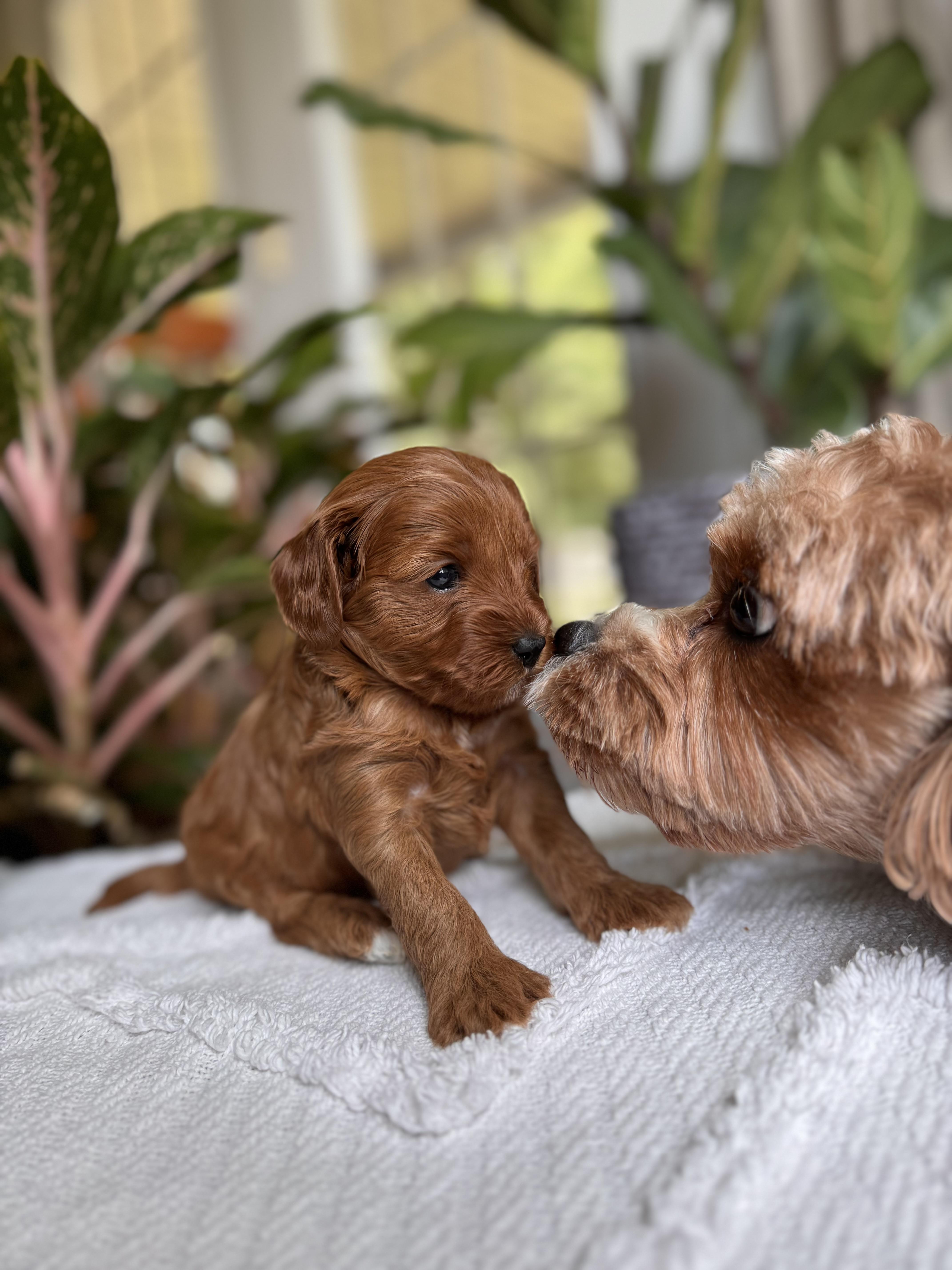 Pawfect Fur Friends in Pennsylvania | Cavapoo puppies | Good Dog