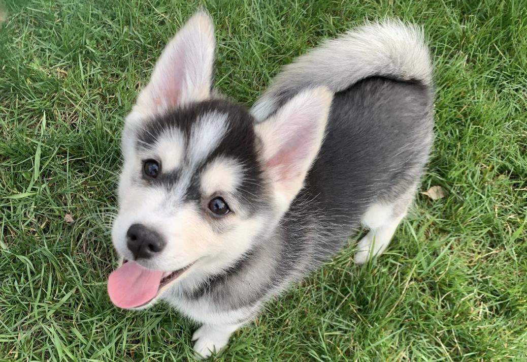Strawberry Moon Pomskies in New York | Pomsky puppies | Good Dog