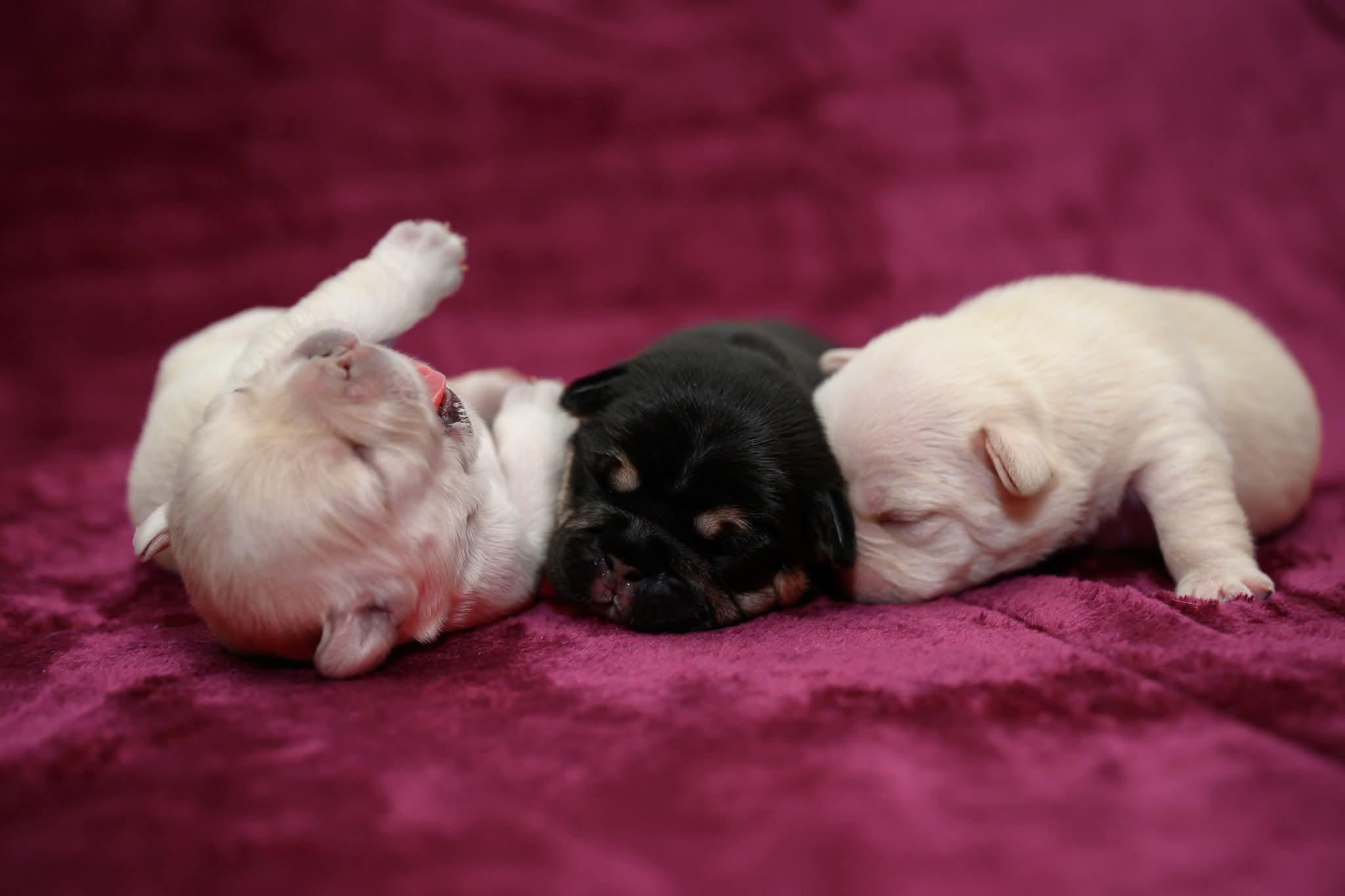 Obduro Bullies and Frenchies in Arkansas | French Bulldog and American ...