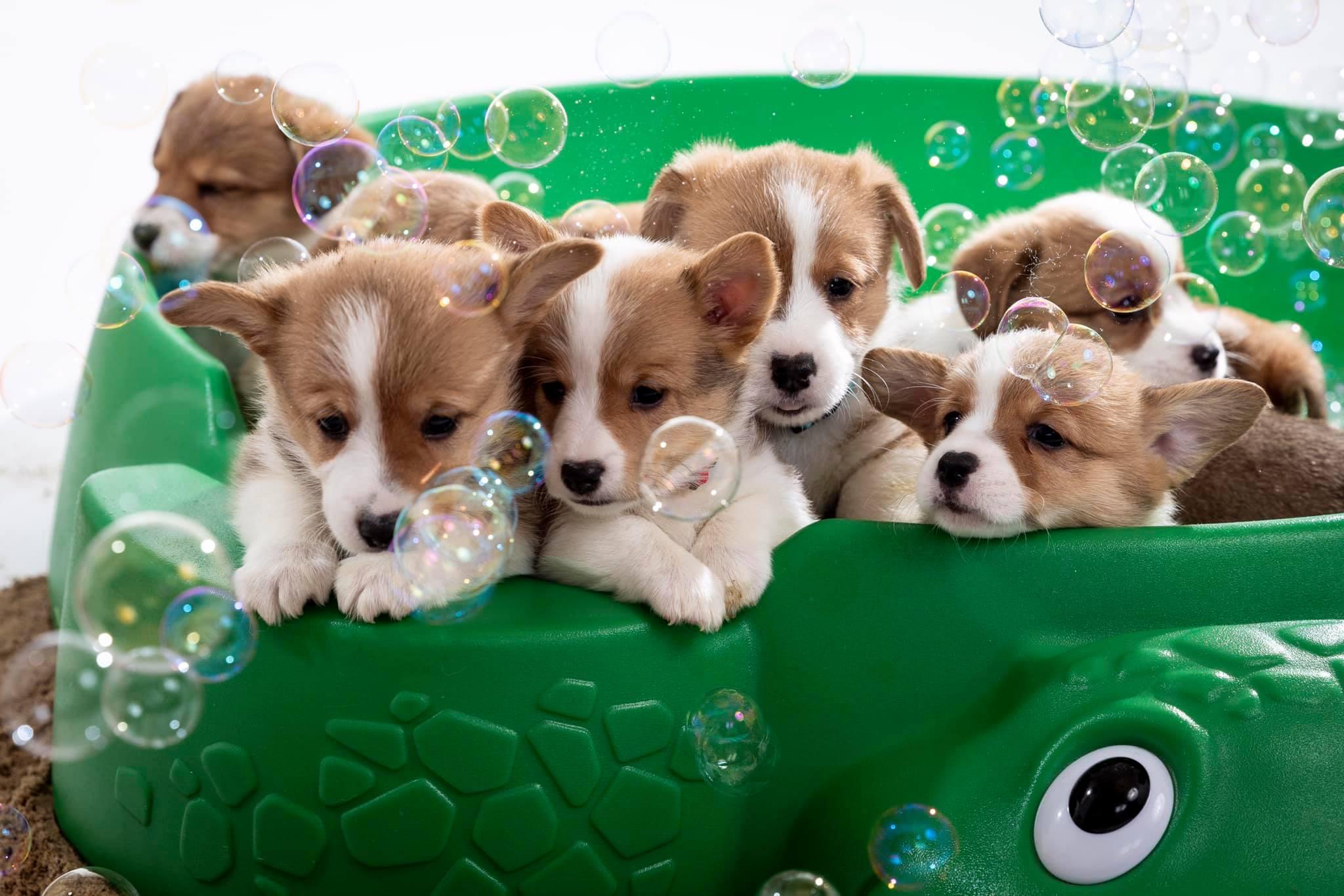 Corgi 4 Christ in Michigan | Cardigan Welsh Corgi and Pembroke Welsh ...