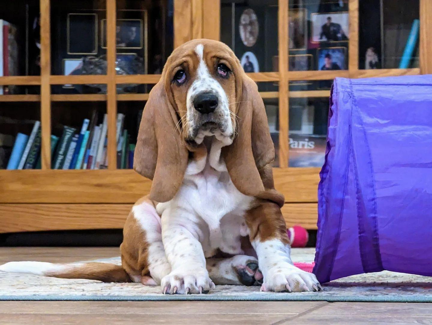 Howlin Hounds in Arizona | Basset Hound puppies | Good Dog