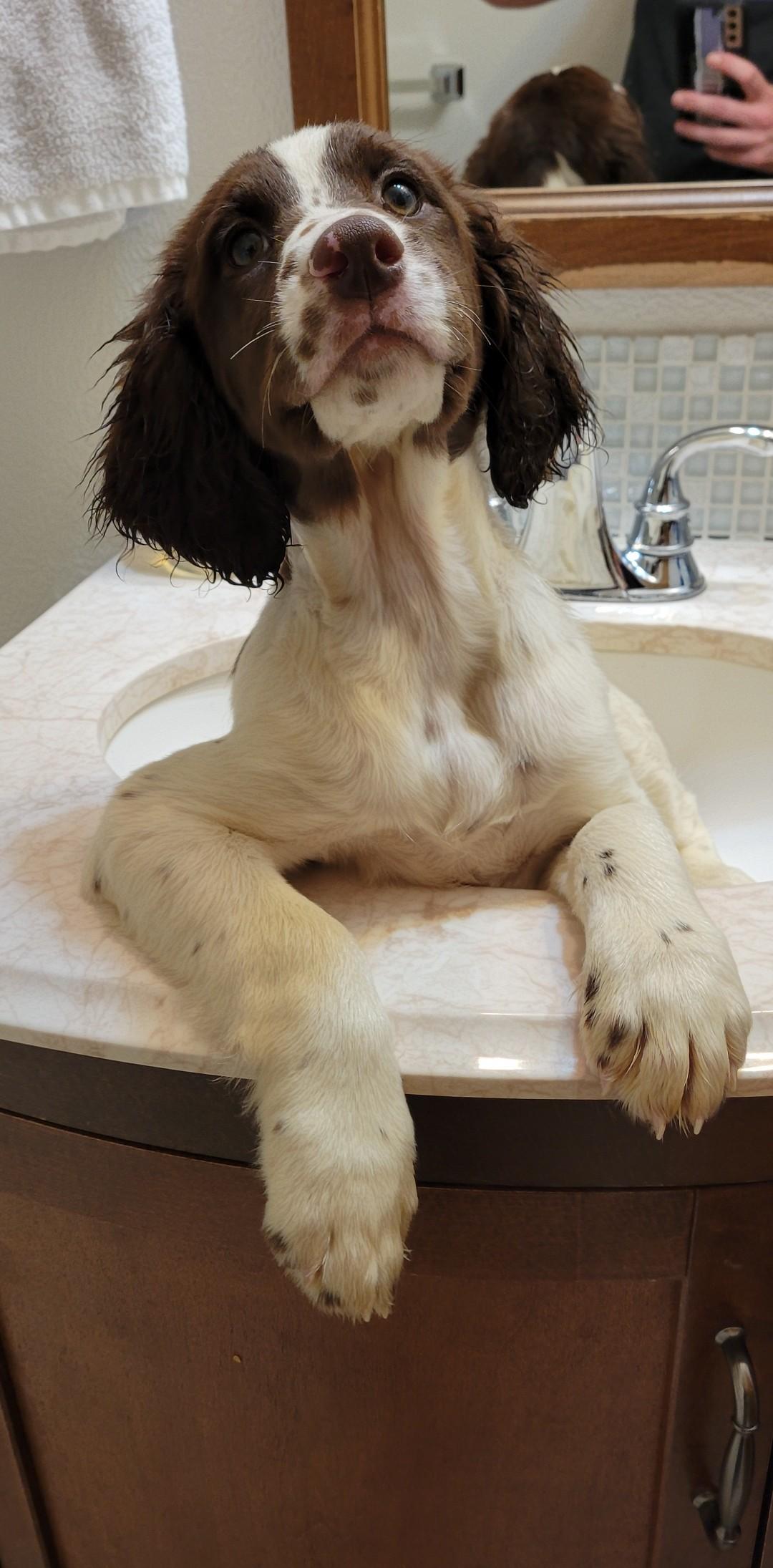 Madeline Browne's English Springer Spaniels in Washington | English ...