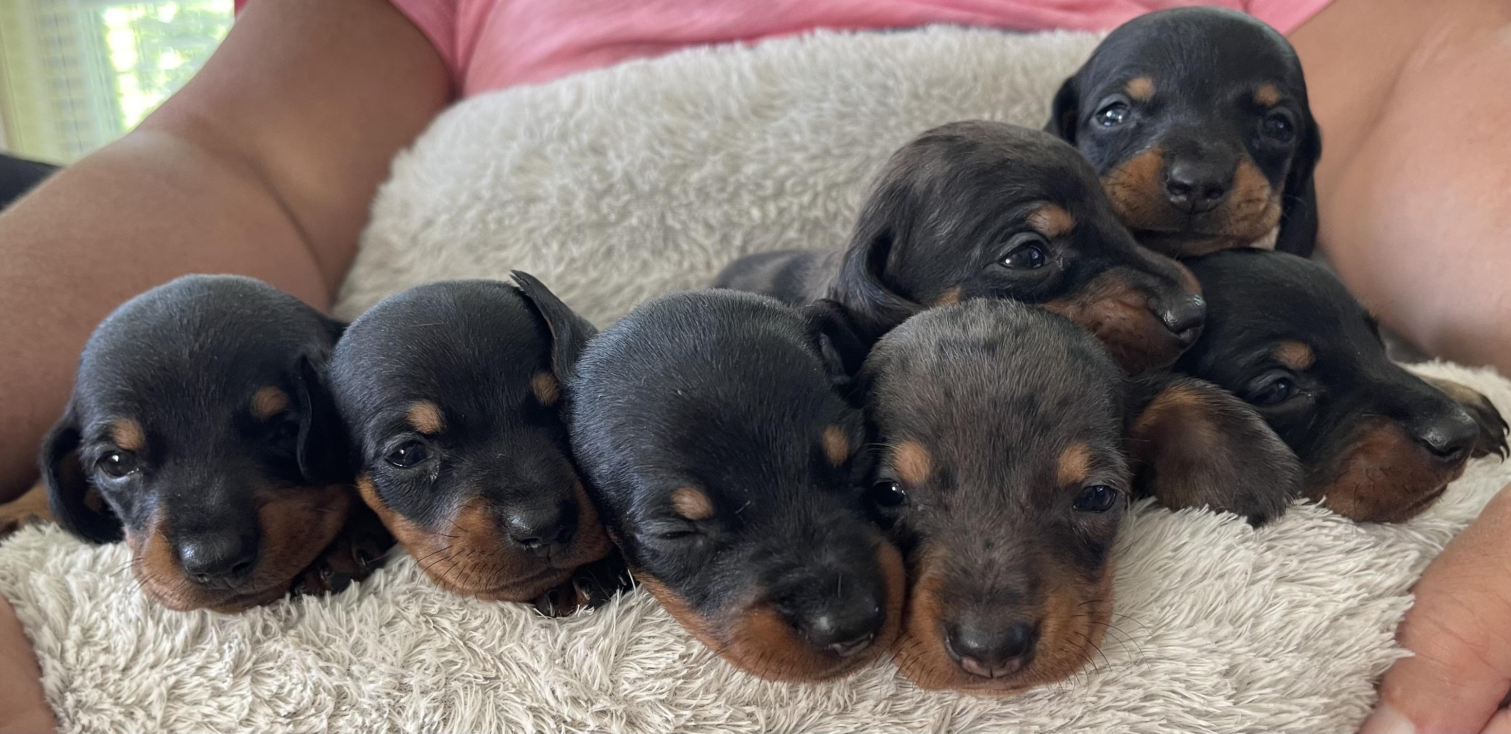 Honey’s Doxie Den in Alabama | Dachshund puppies | Good Dog