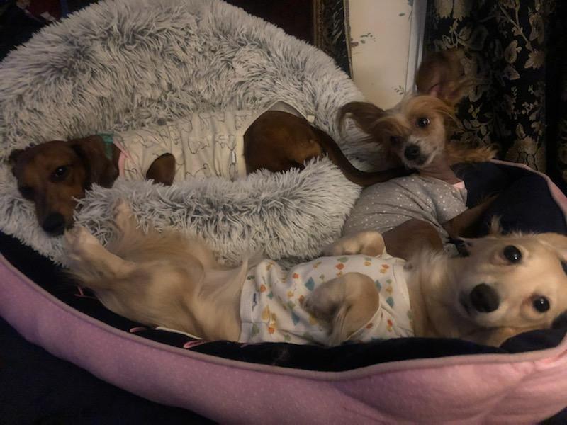 T. Rex Doxies & Friends in New York | Dachshund and Pomeranian puppies ...