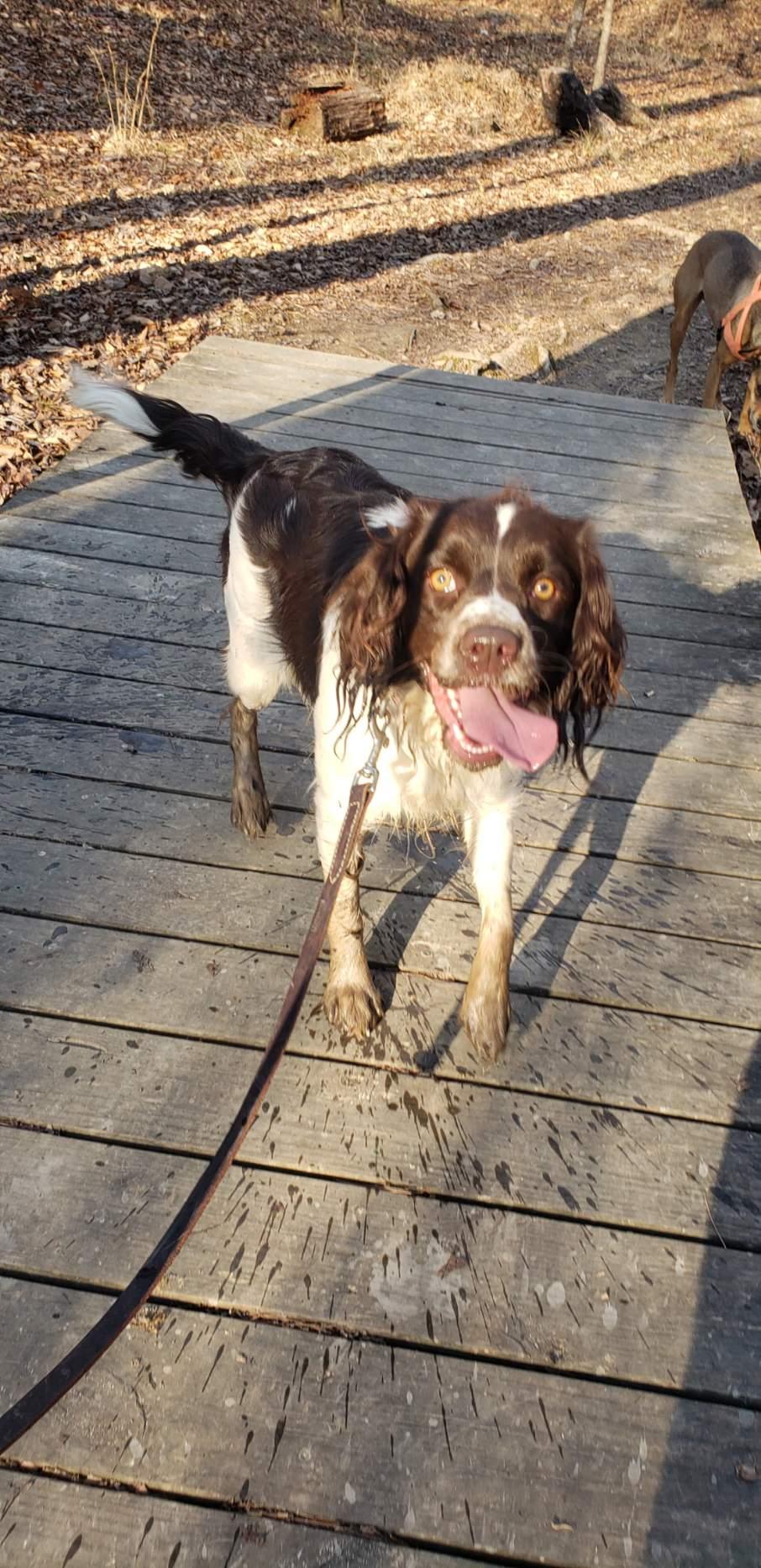 Morrow MountainSpringers in North Carolina | English Springer Spaniel ...