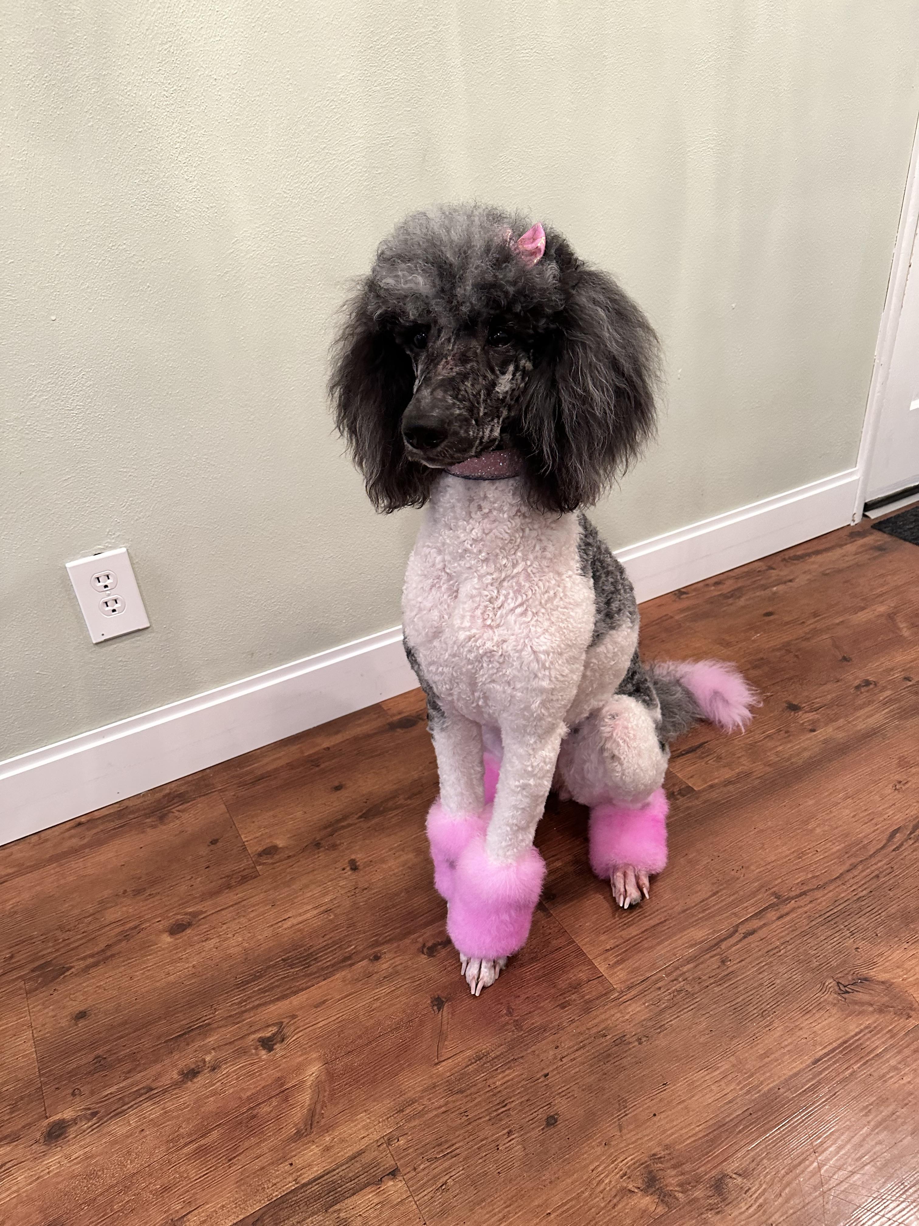 Doodling Around Indiana Poodles & Doodles in Indiana | Bernedoodle and ...