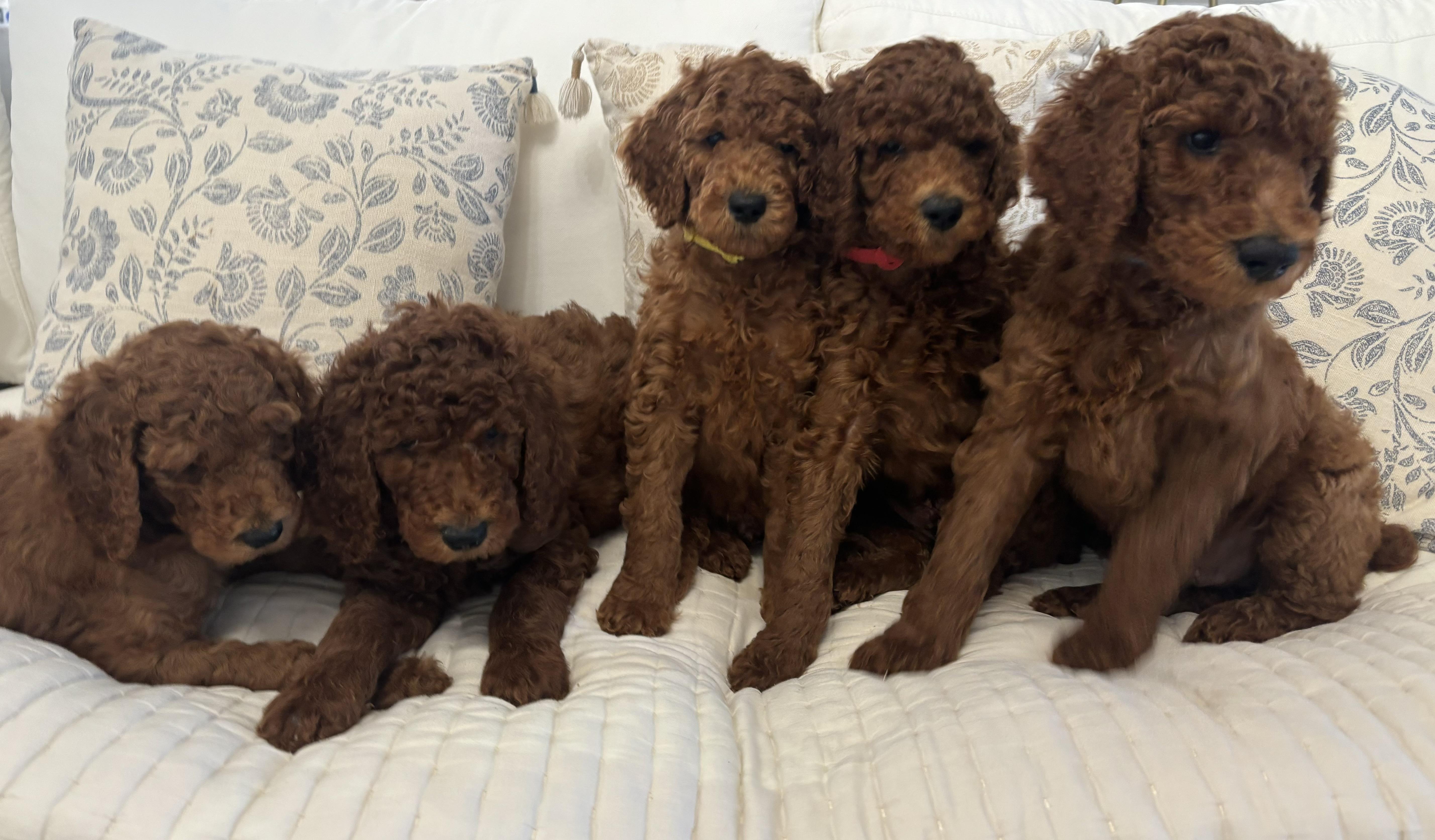 Orange Grounds Poodles in Florida | Poodle puppies | Good Dog