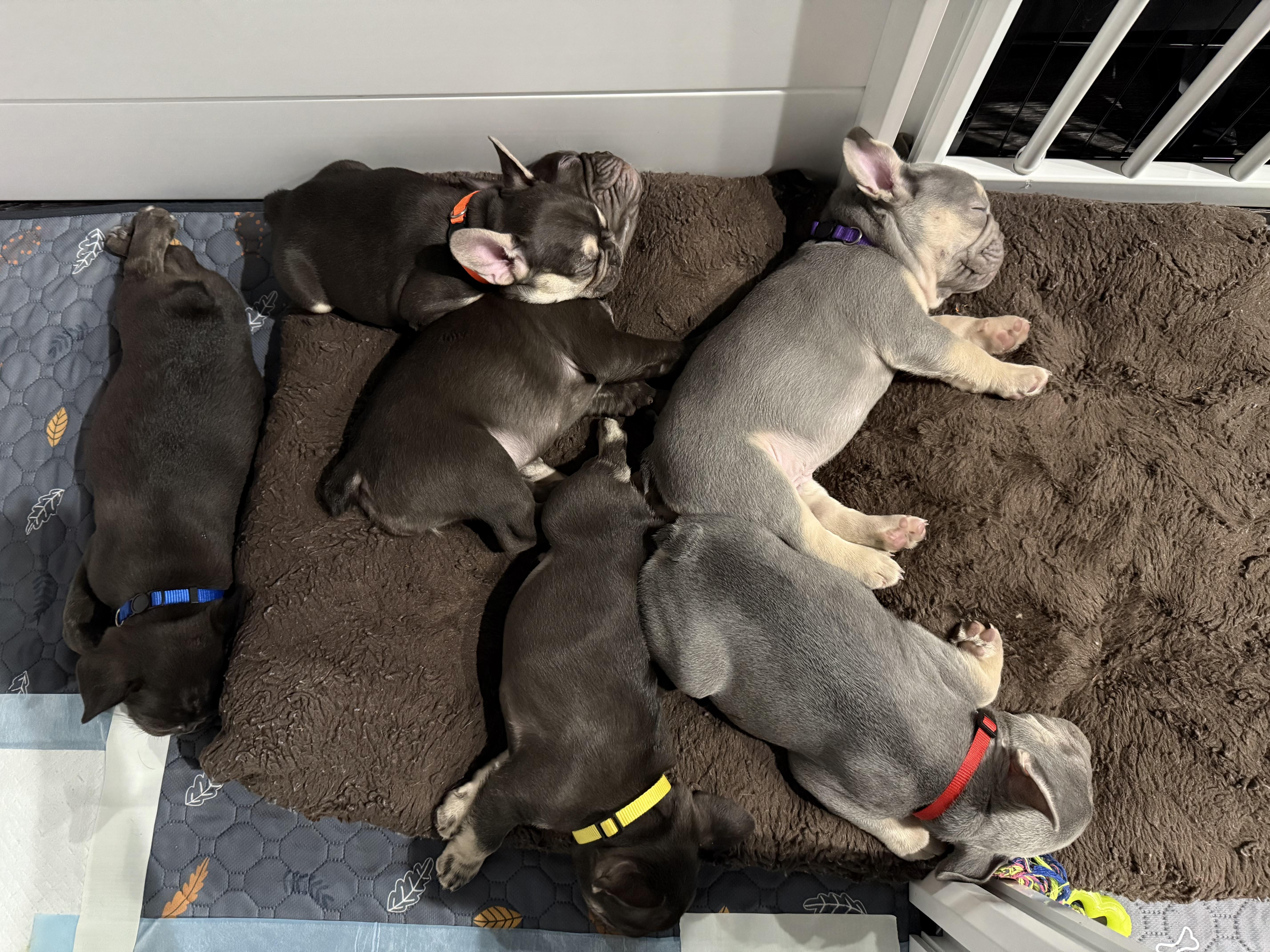 Amber Gomes in California | French Bulldog puppies | Good Dog