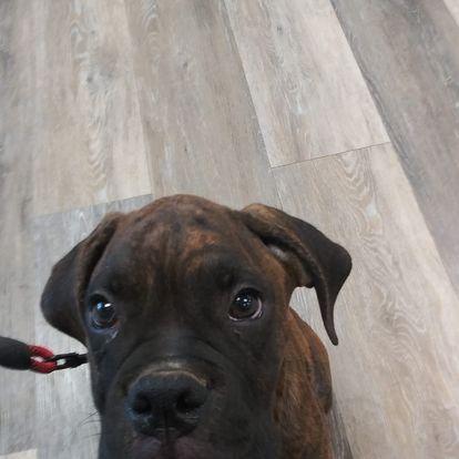 Layne's Boxers in Tennessee | Boxer puppies | Good Dog