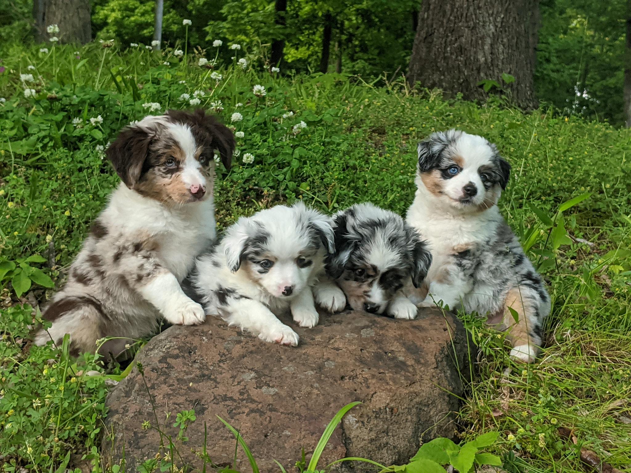 Hickory Ridge Family Toy Aussies in Tennessee | Yorkshire Terrier and ...