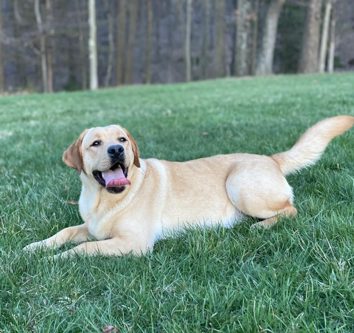 Fruity Labradors in Maryland | Labrador Retriever puppies | Good Dog