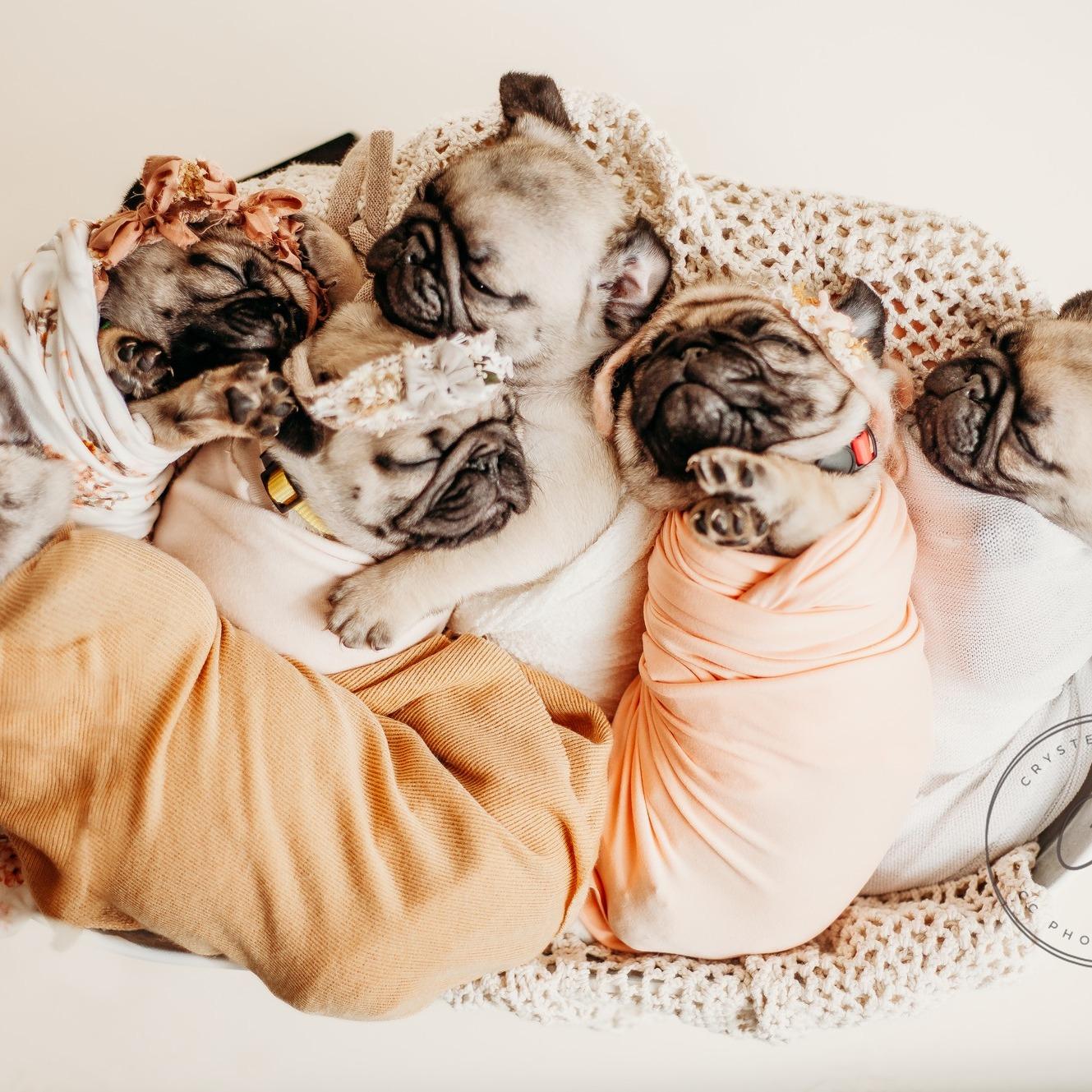 Winnie’s Pugs in Iowa | Pug puppies | Good Dog