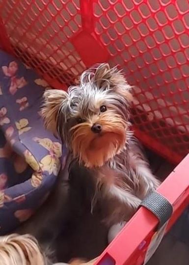 Nitro Elite Babydoll Yorkies in West Virginia | Yorkshire Terrier ...