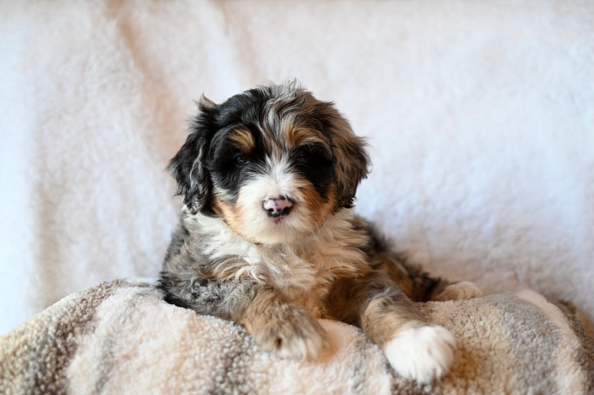 Stanger Farms in Utah | Bernedoodle puppies | Good Dog