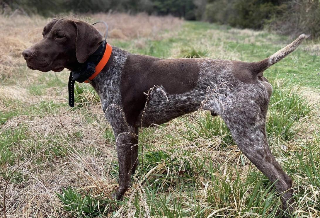Red Clay Kennels in Virginia | German Shorthaired Pointer puppies ...