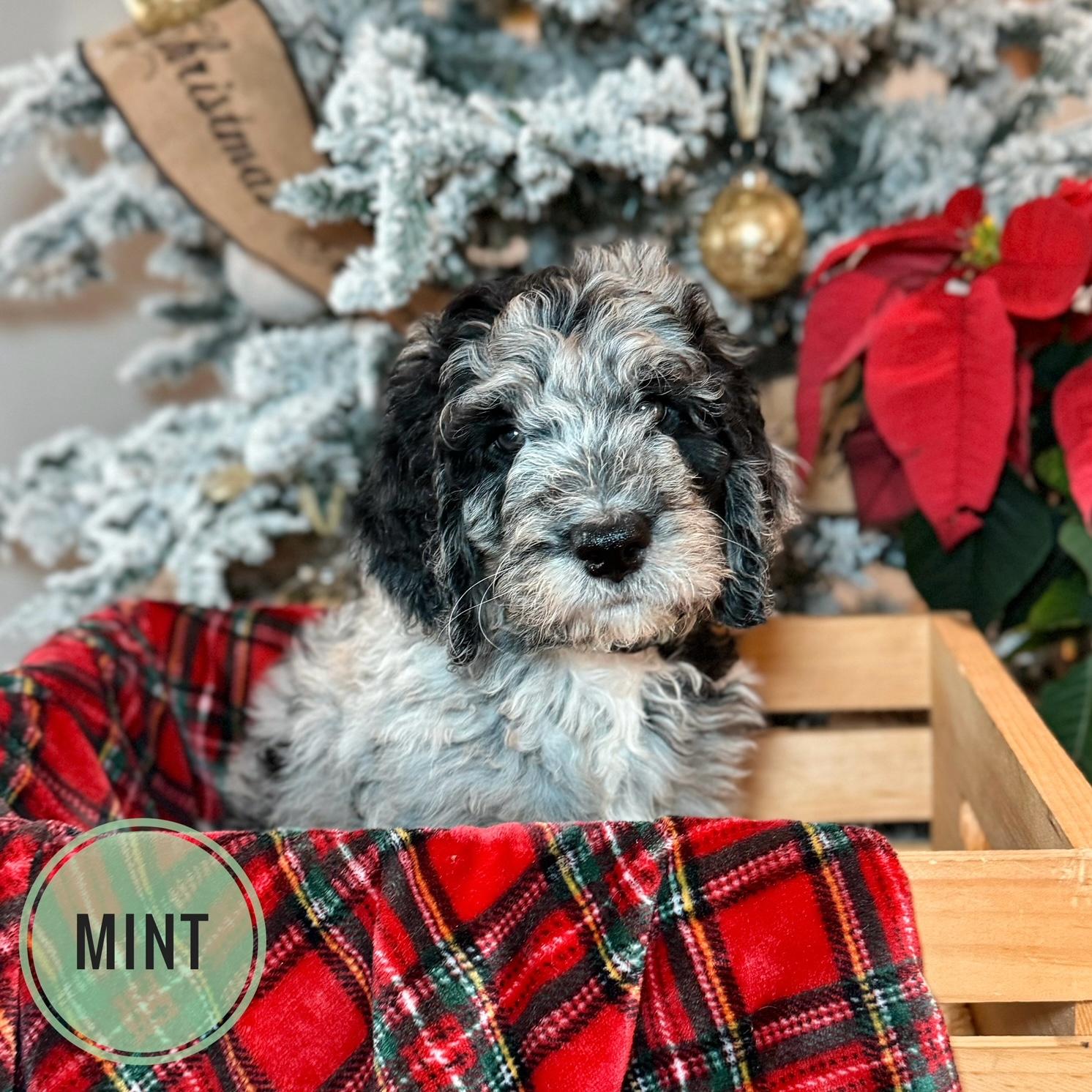 Coral Gables Doodles in Florida | Goldendoodle and Double Doodle ...