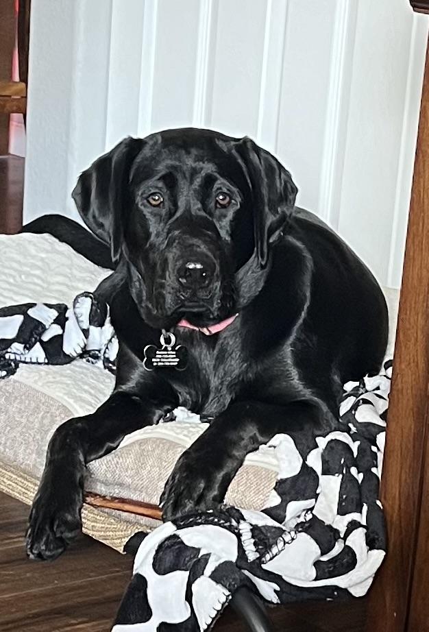 Allen Sunnyside AKC Labs in Idaho | Labrador Retriever puppies | Good Dog