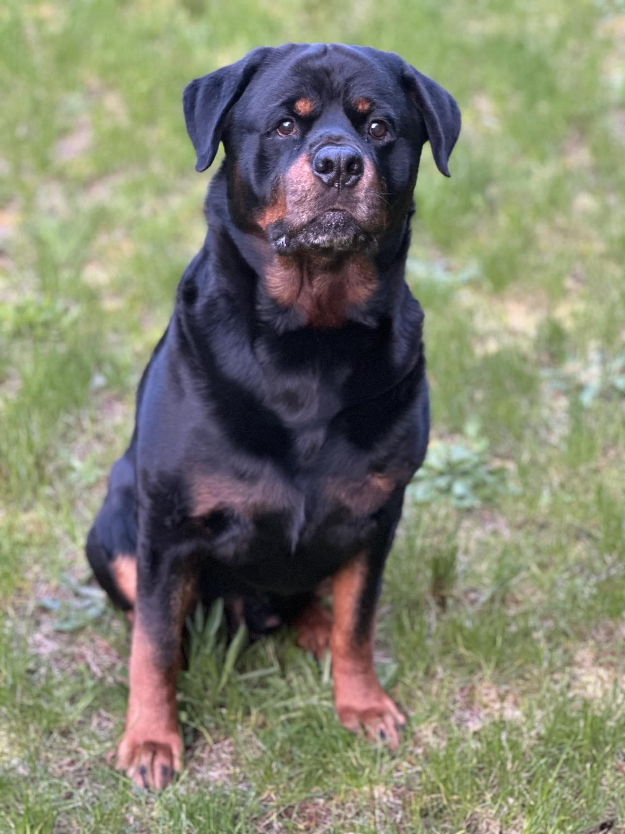 PNW Rotties & Frenchies in Washington | Rottweiler puppies | Good Dog