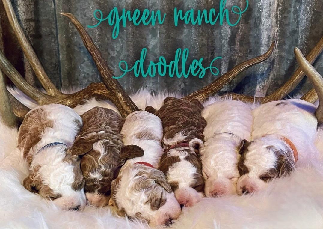 Green Ranch Doodles in Texas | Cavapoo and Goldendoodle puppies | Good Dog