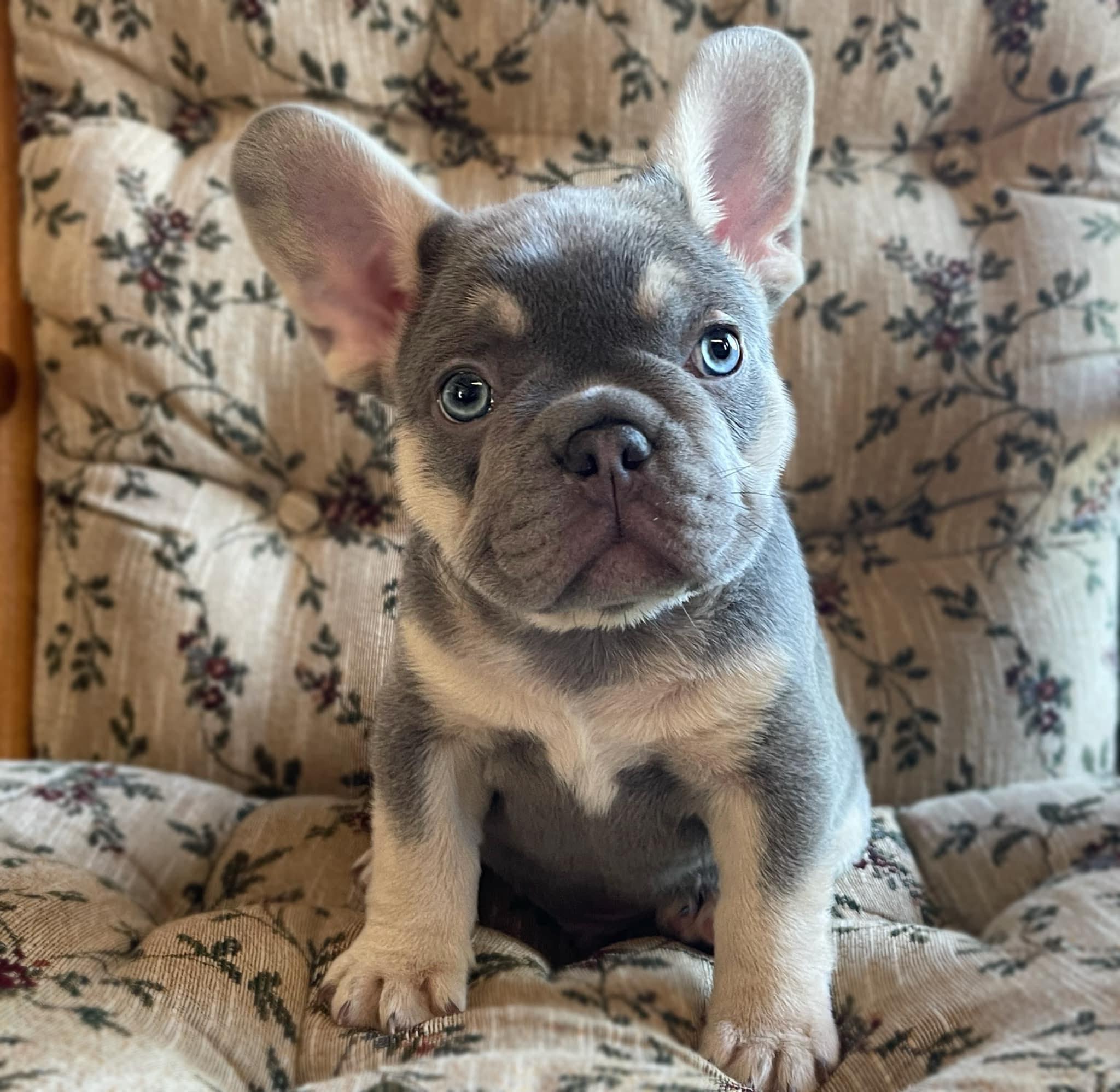 Moon Mountain Frenchies in Oregon | French Bulldog puppies | Good Dog