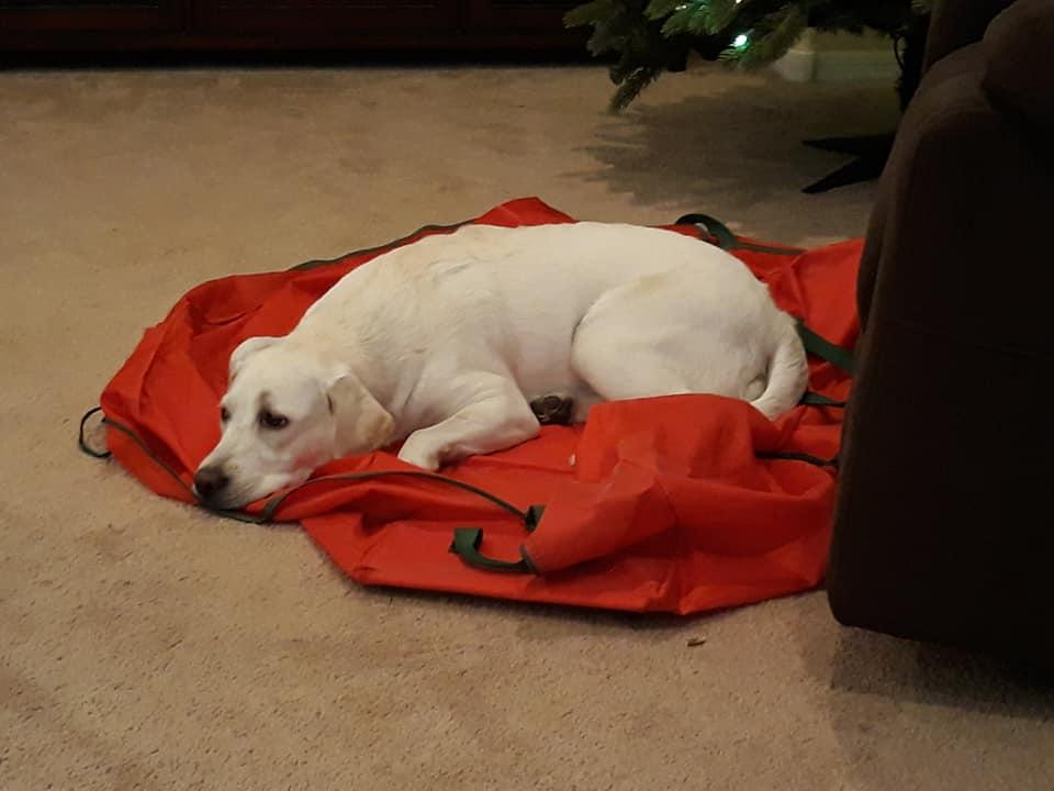 Sugar Delight Labradors in Arizona | Labrador Retriever puppies | Good Dog