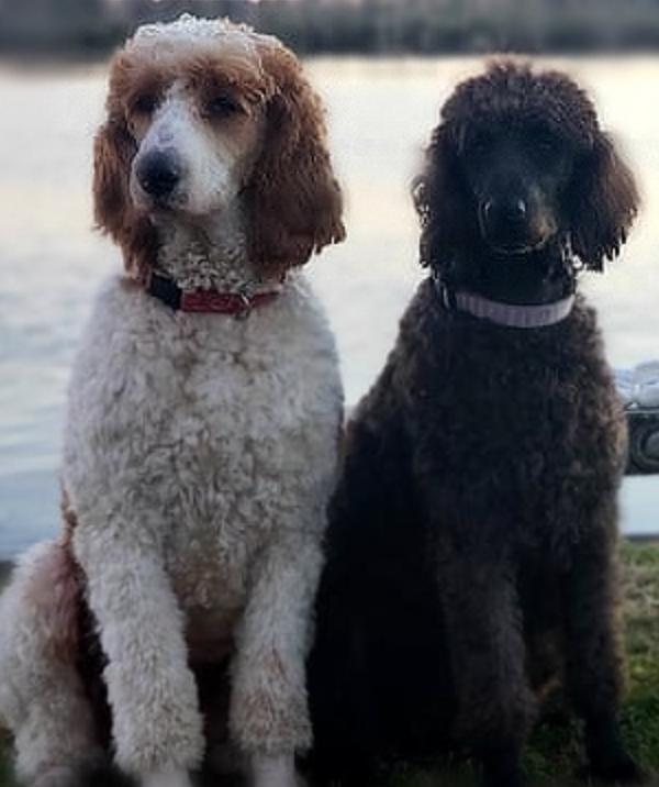 Howdy Doodles in North Carolina | Labradoodle and Bordoodle puppies ...