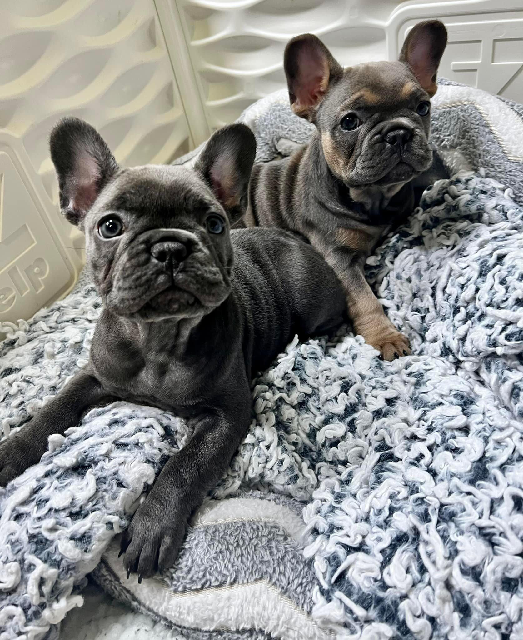 Facet 58 French Bulldogs in Michigan | French Bulldog puppies | Good Dog