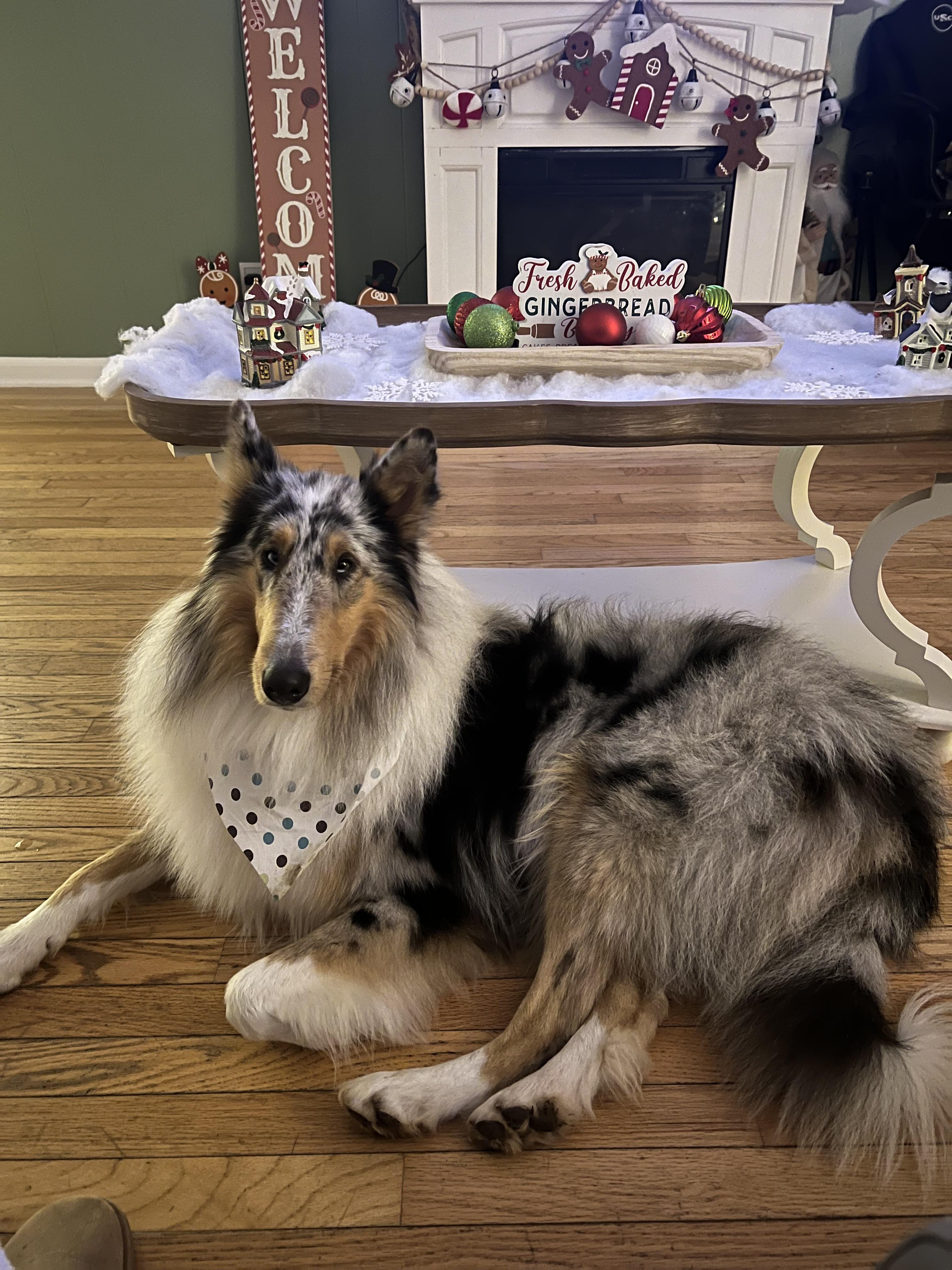 Jolly Collies in Virginia | Collie puppies | Good Dog