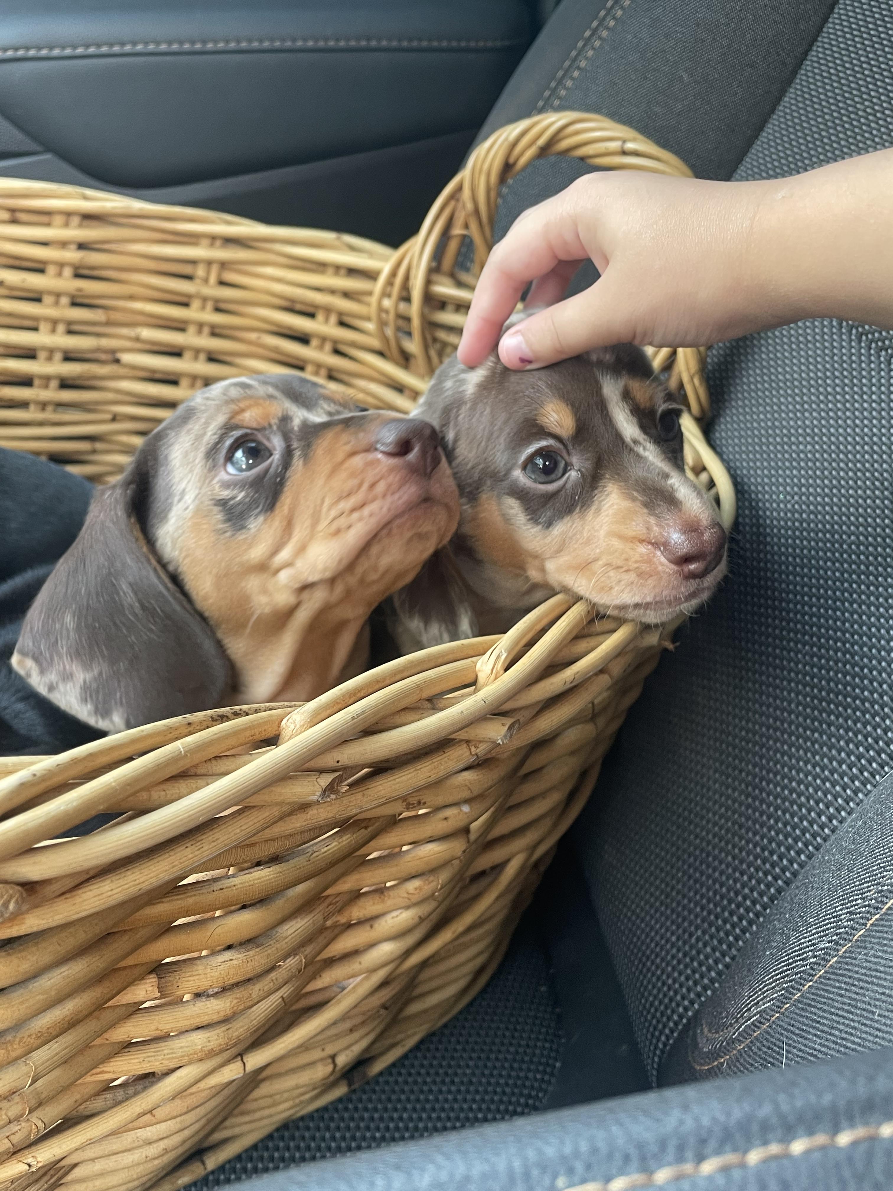 B’s Dapper Dachshunds in Georgia | Dachshund puppies | Good Dog