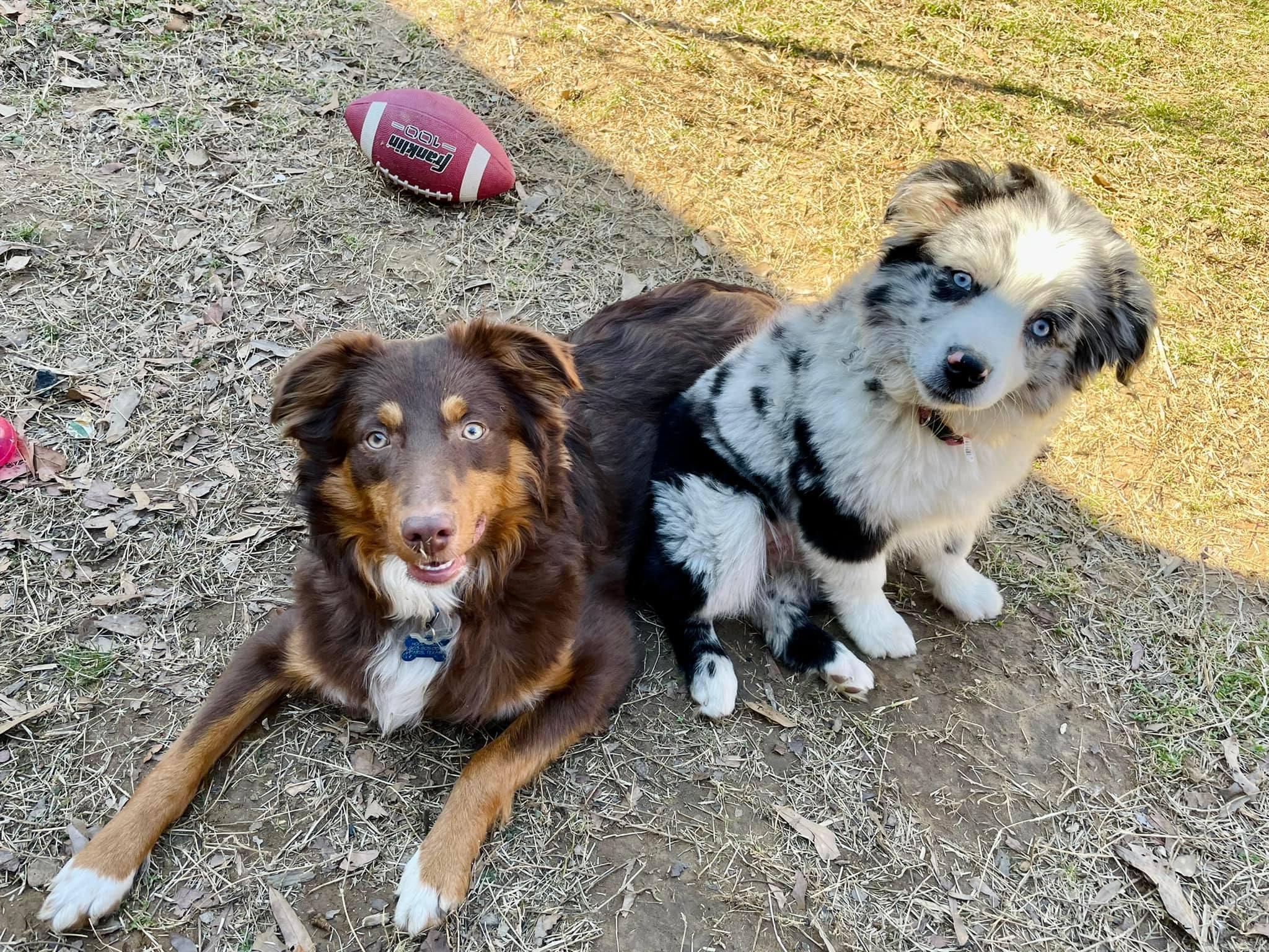 M&C Mini Aussies in Texas | Miniature Australian Shepherd puppies ...