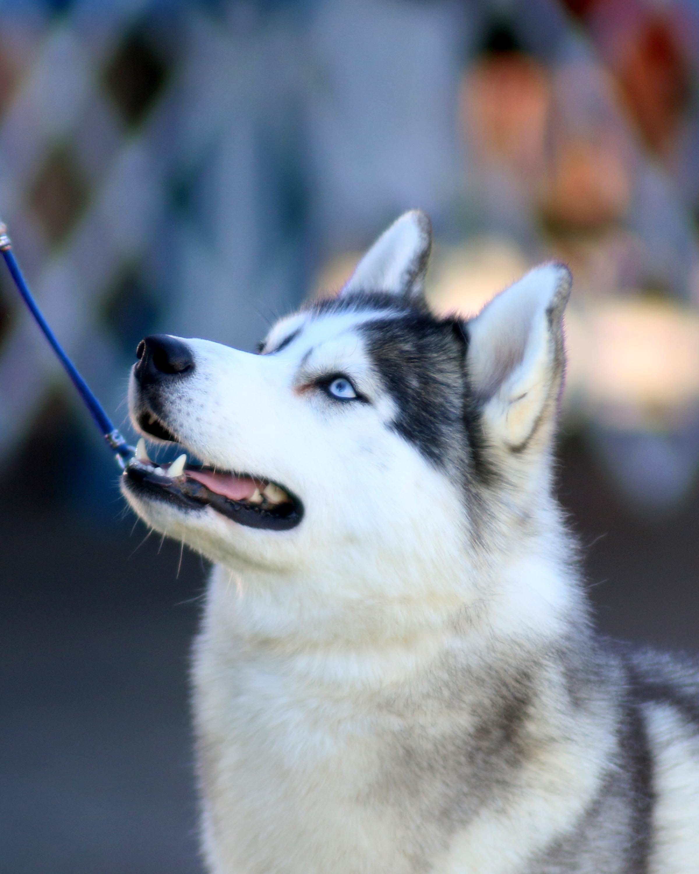 Brinic Siberians in Minnesota | Siberian Husky puppies | Good Dog