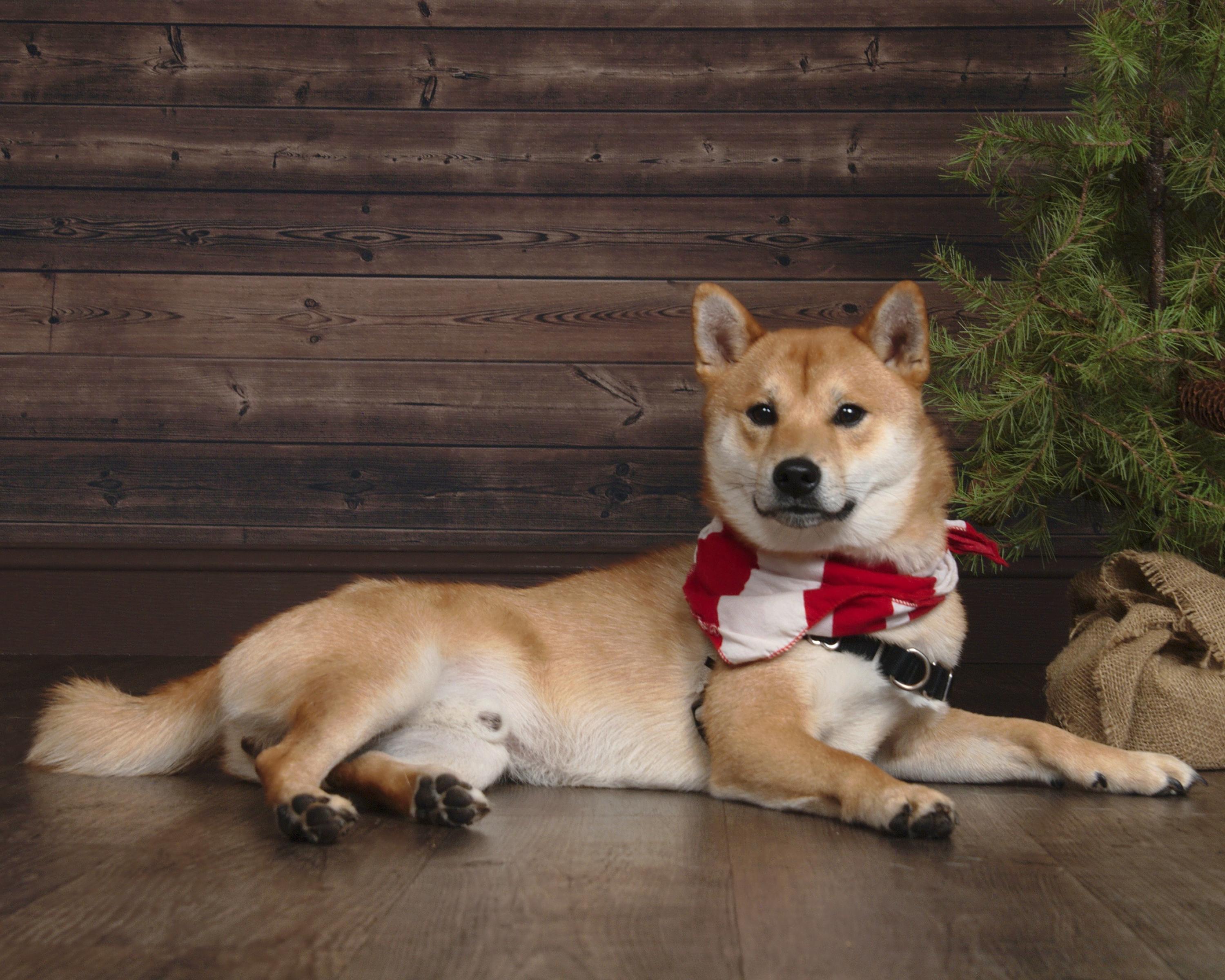 Ka-Shira Shibas in Ohio | Shiba Inu puppies | Good Dog