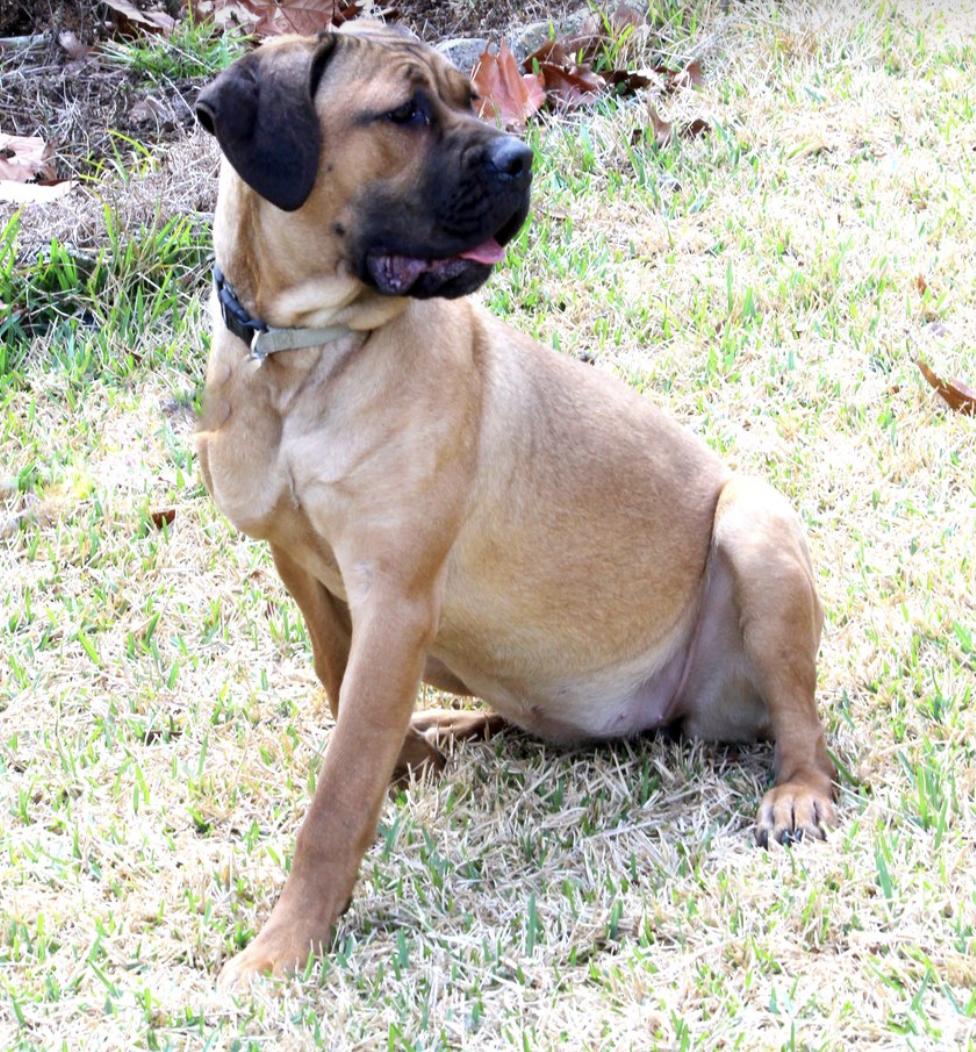 Noble Guard Cane Corso in Florida | Cane Corso puppies | Good Dog