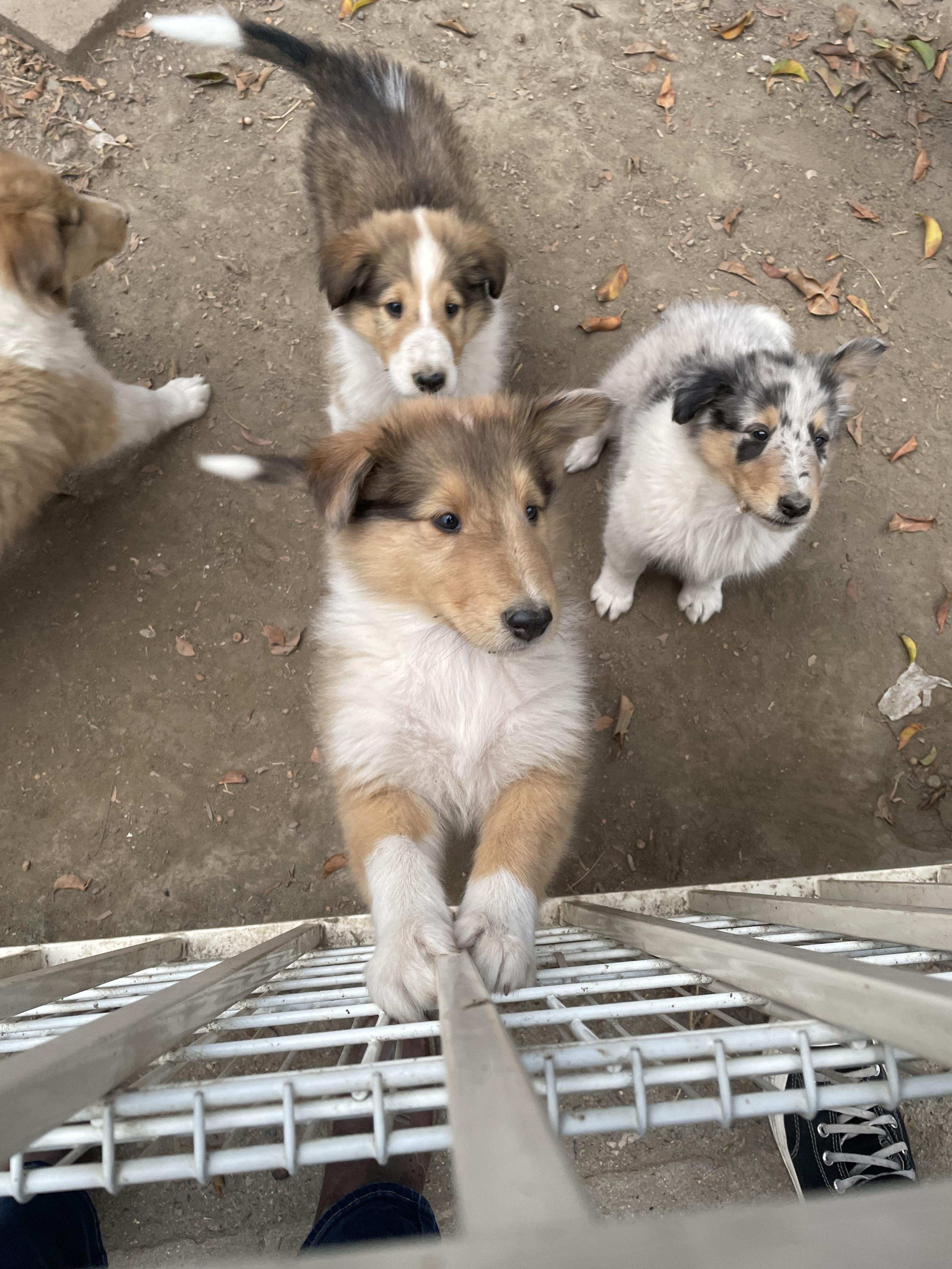 Prime Star Collies in California | Collie puppies | Good Dog