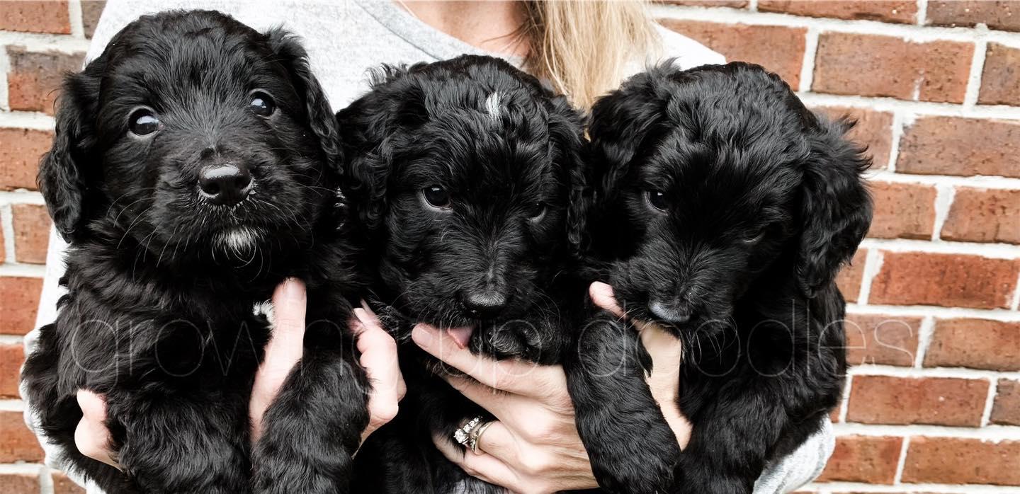 Growing Up Doodles in Florida | Bernedoodle and Goldendoodle puppies ...