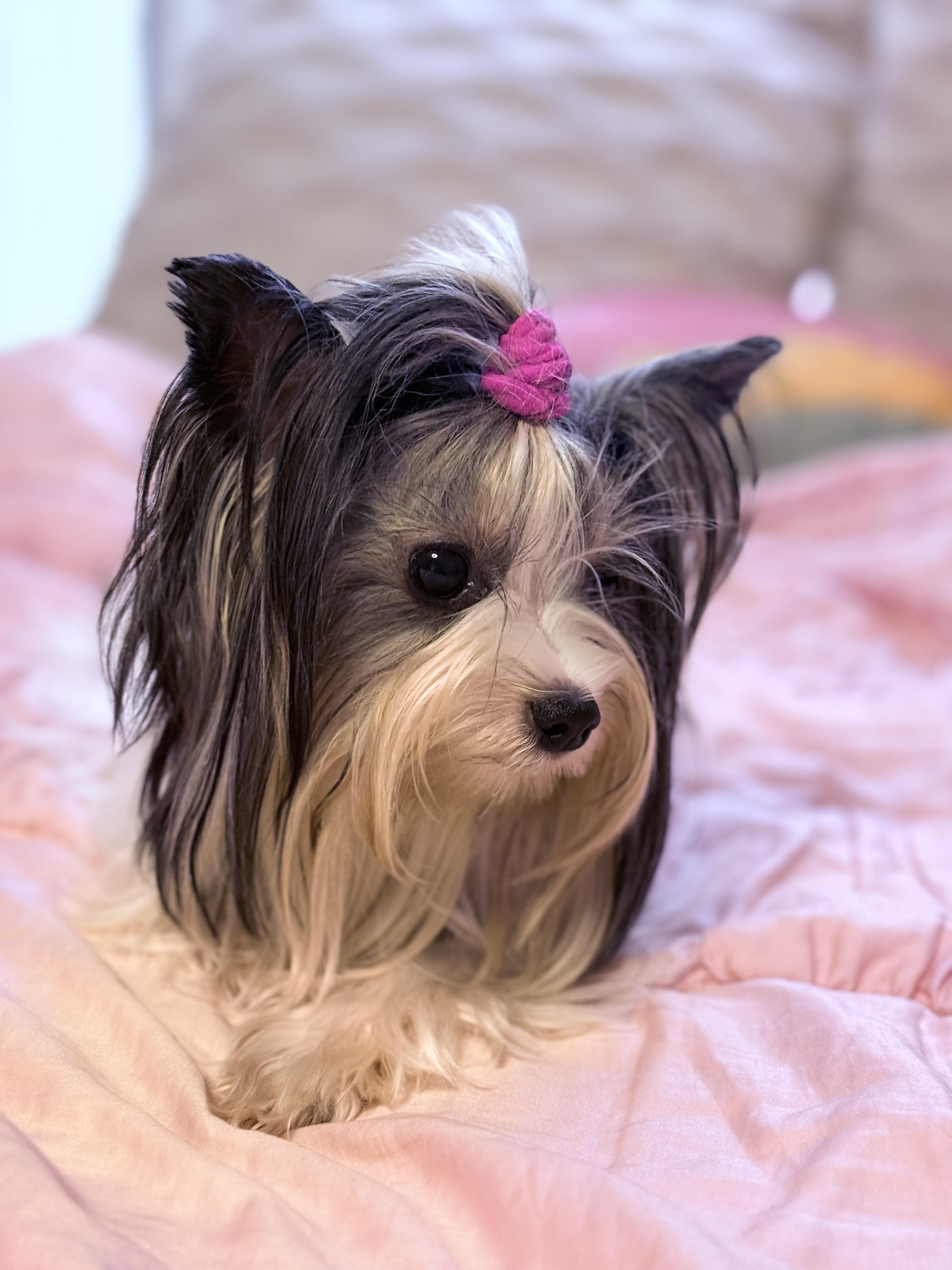 Alpha Tiny Paws in Georgia | Biewer Terrier and Poodle puppies | Good Dog