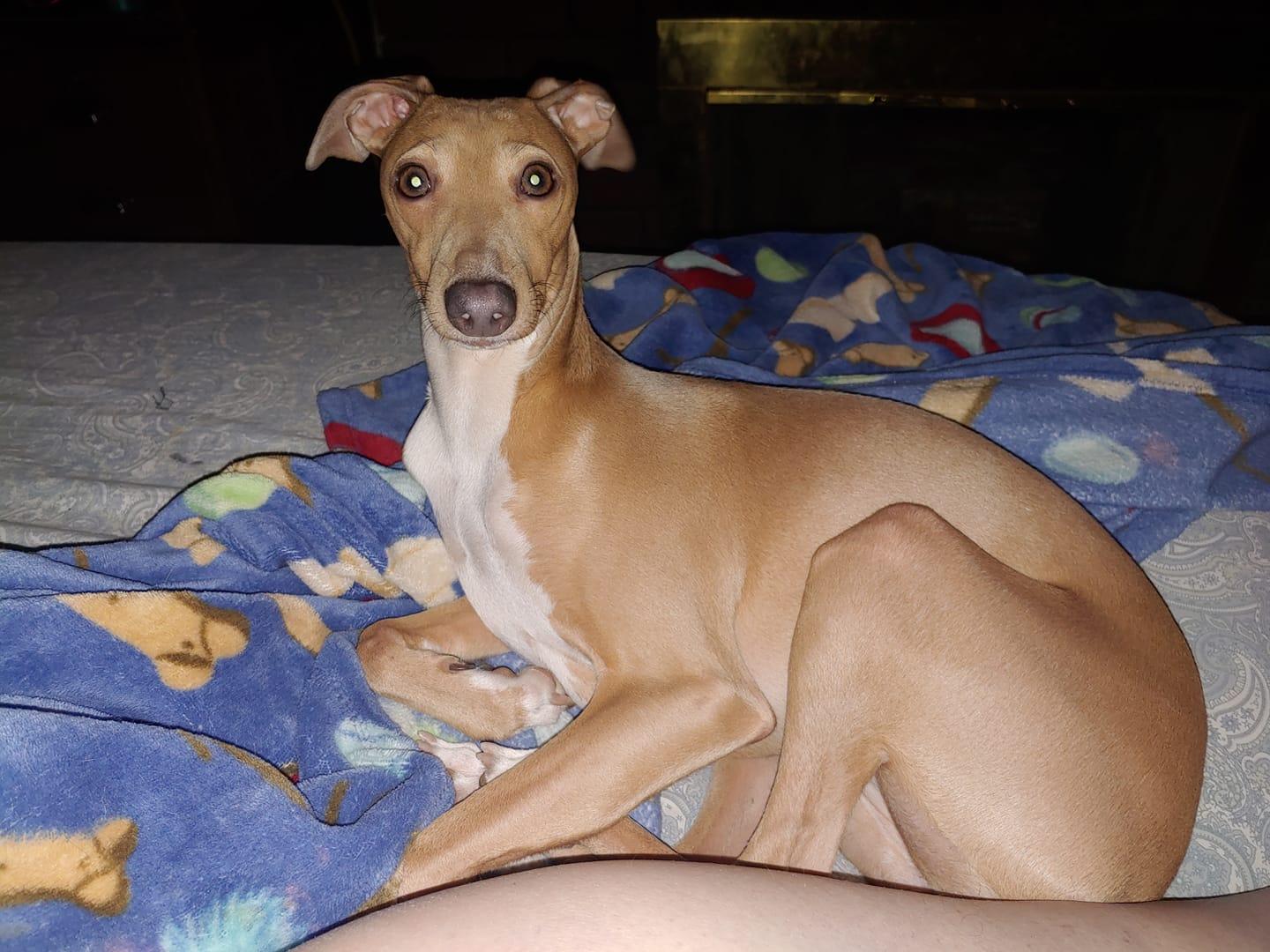 Paws by Tracy in Ohio | Italian Greyhound puppies | Good Dog