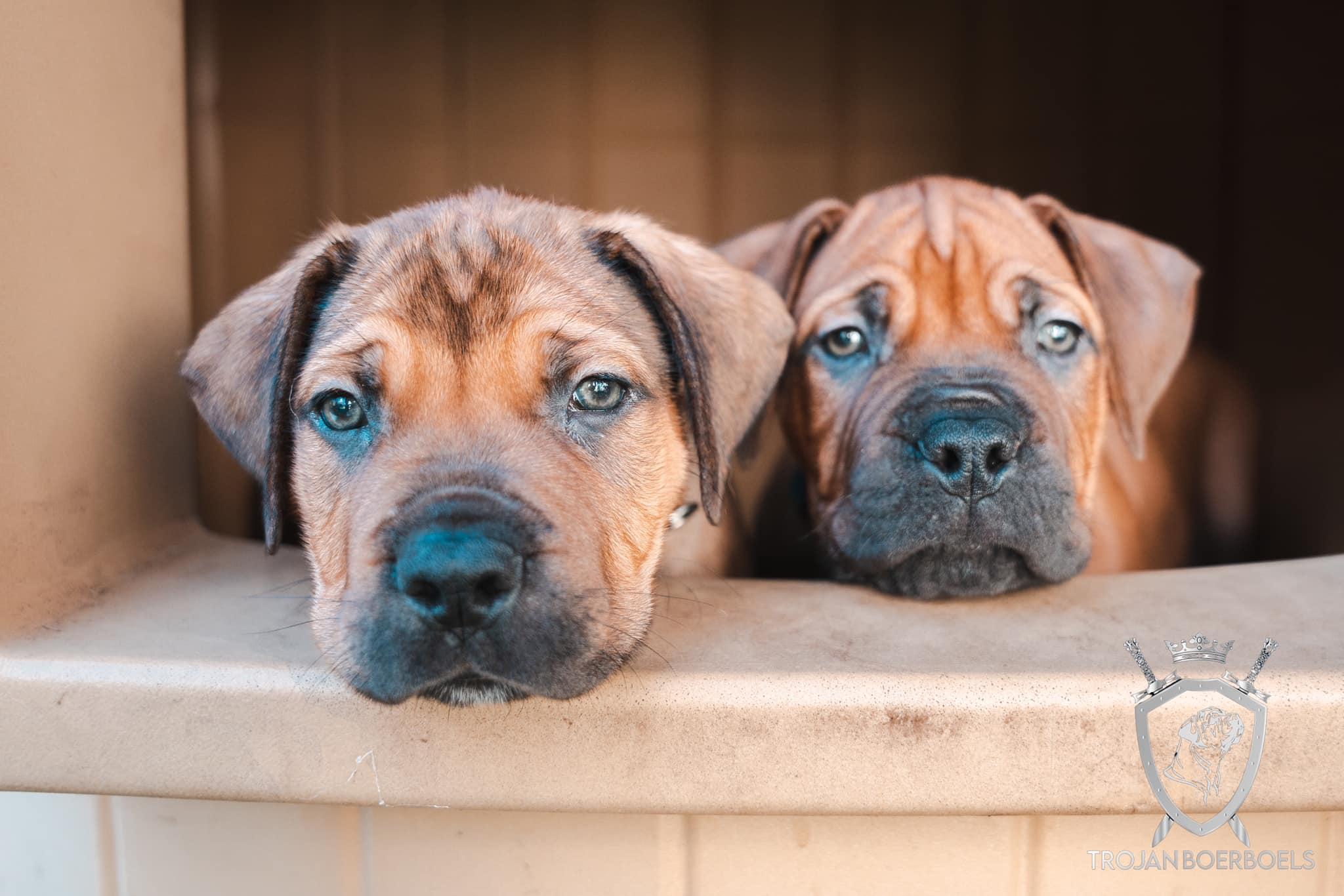 Trojan Boerboels in California | Boerboel puppies | Good Dog