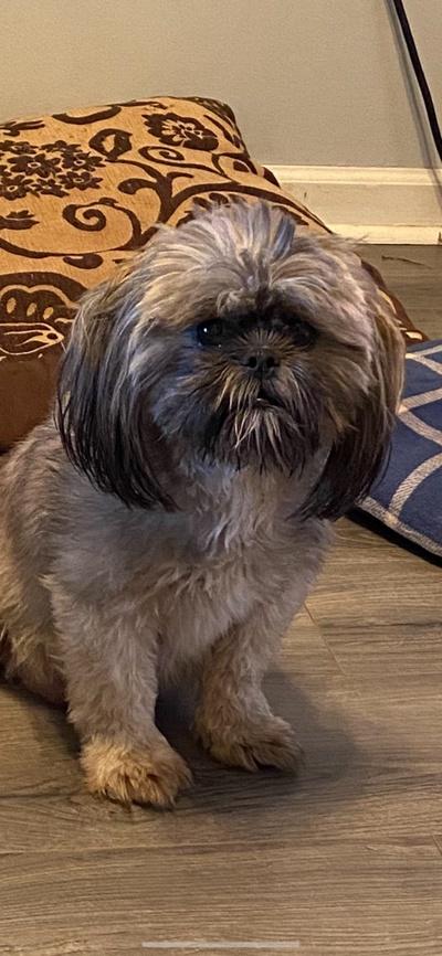 Sherry Whiteside's Shih Tzus in South Carolina | Shih Tzu puppies ...