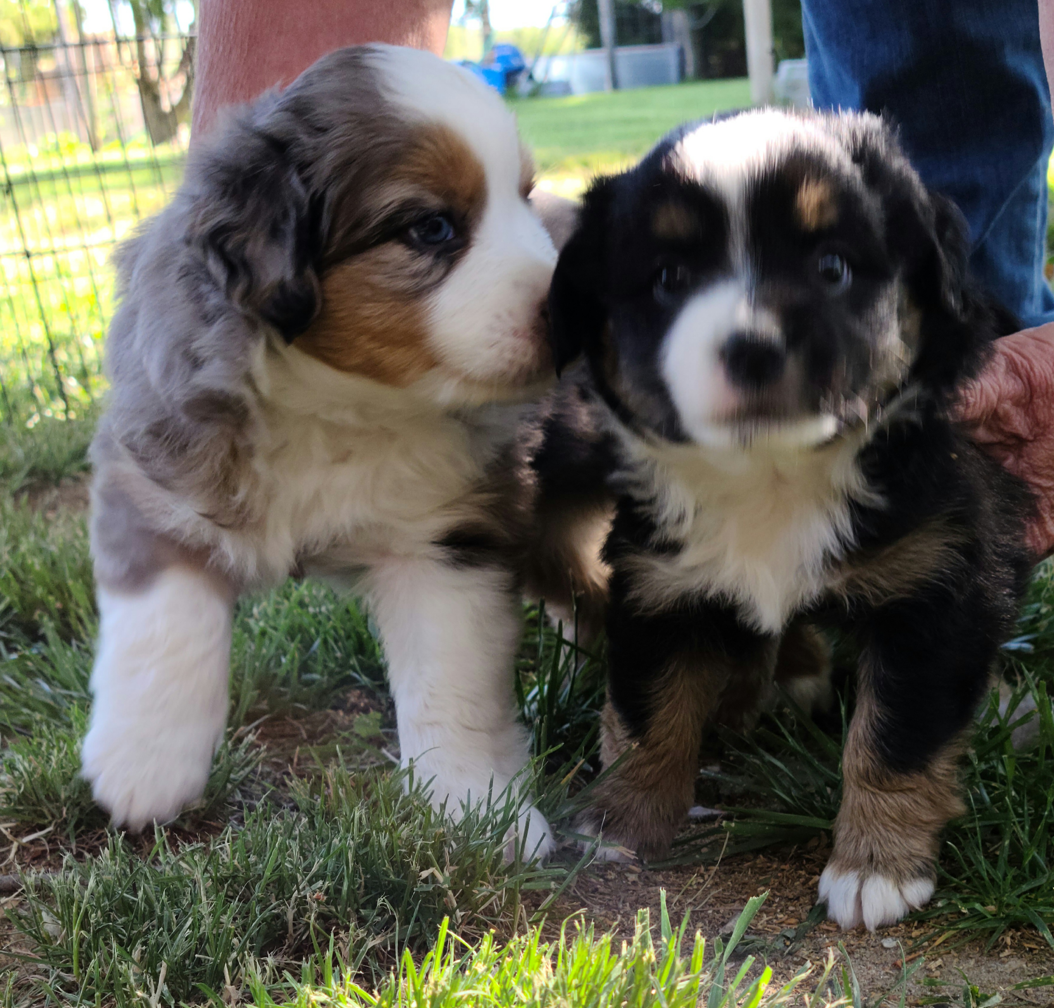 Kings Point Mini and Toy Aussies in South Dakota | Miniature Australian ...
