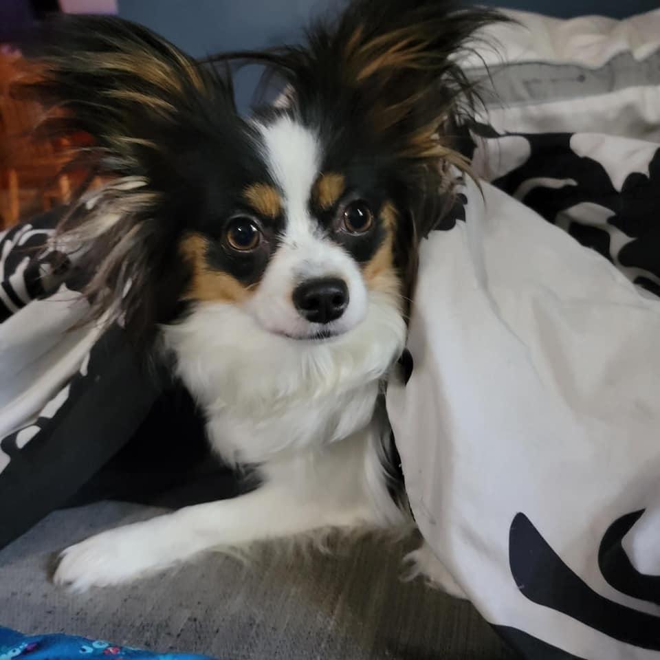 Mitchell Family Papillons in South Carolina | Papillon puppies | Good Dog
