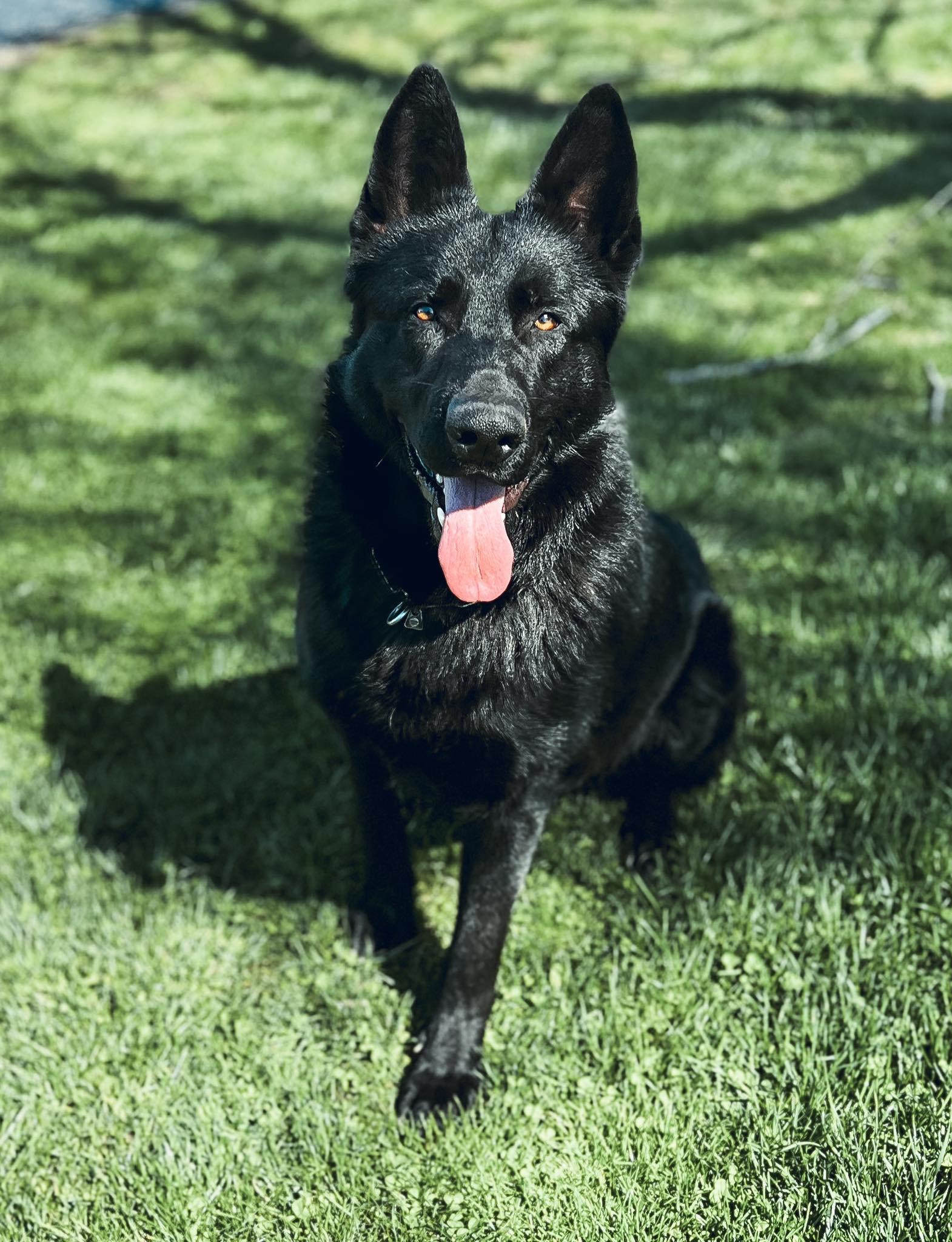 Chloe Tascoff in Ohio | German Shepherd puppies | Good Dog
