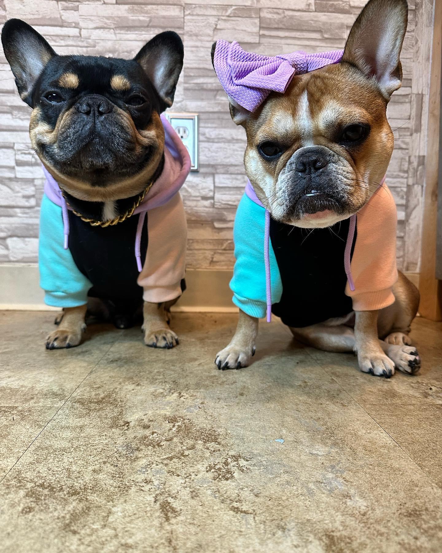 Frog Faced Frenchies in Washington | French Bulldog puppies | Good Dog