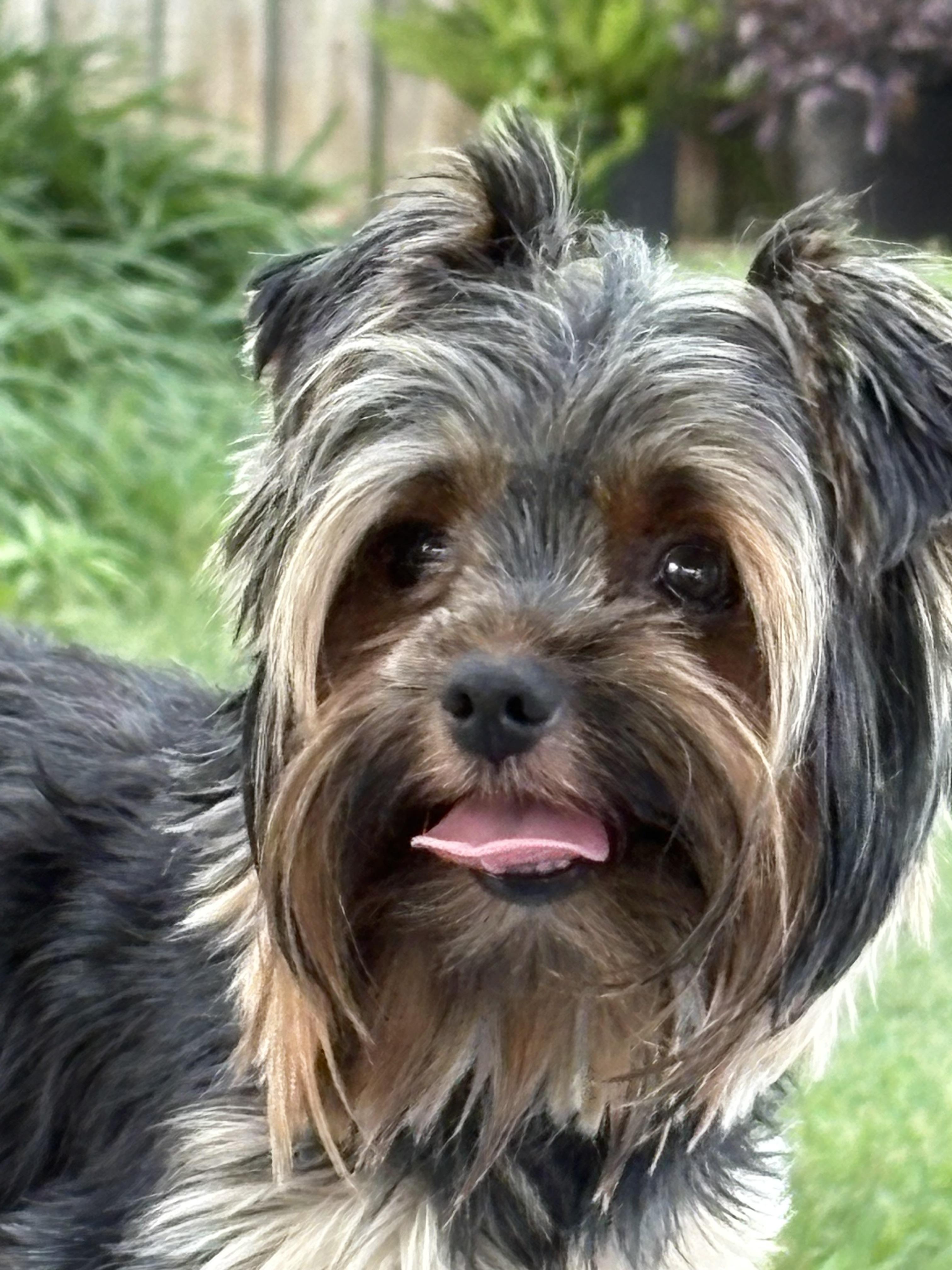 Your Key Breeder in Virginia | Yorkshire Terrier puppies | Good Dog