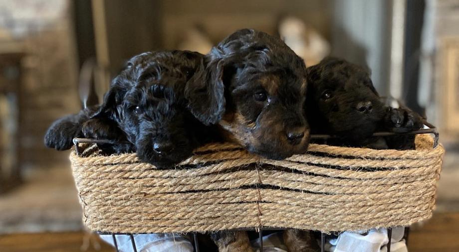 2KC Doodles in Arkansas | Goldendoodle puppies | Good Dog