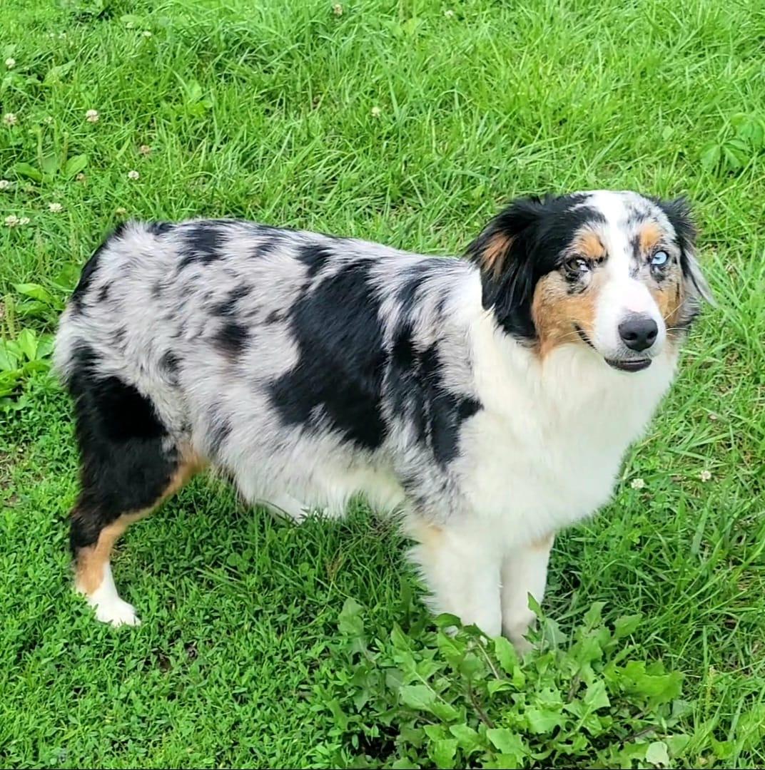 Elemental Mini Aussies in Pennsylvania | Miniature Australian Shepherd ...
